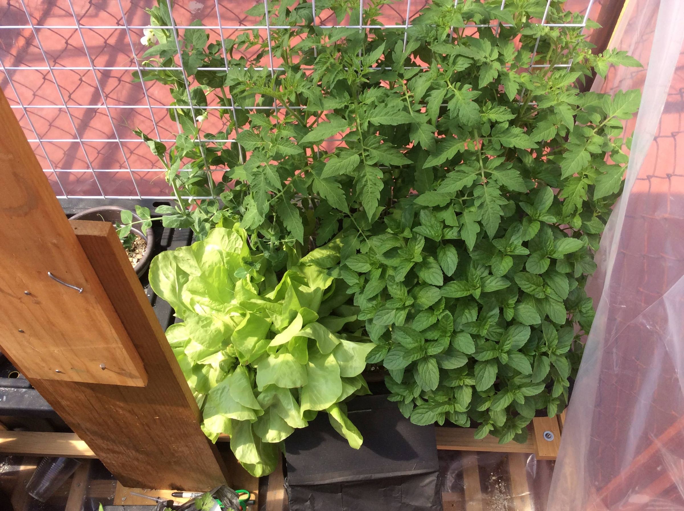 DIY Rooftop Urban Greenhouse : 8 Steps (with Pictures) - Instructables