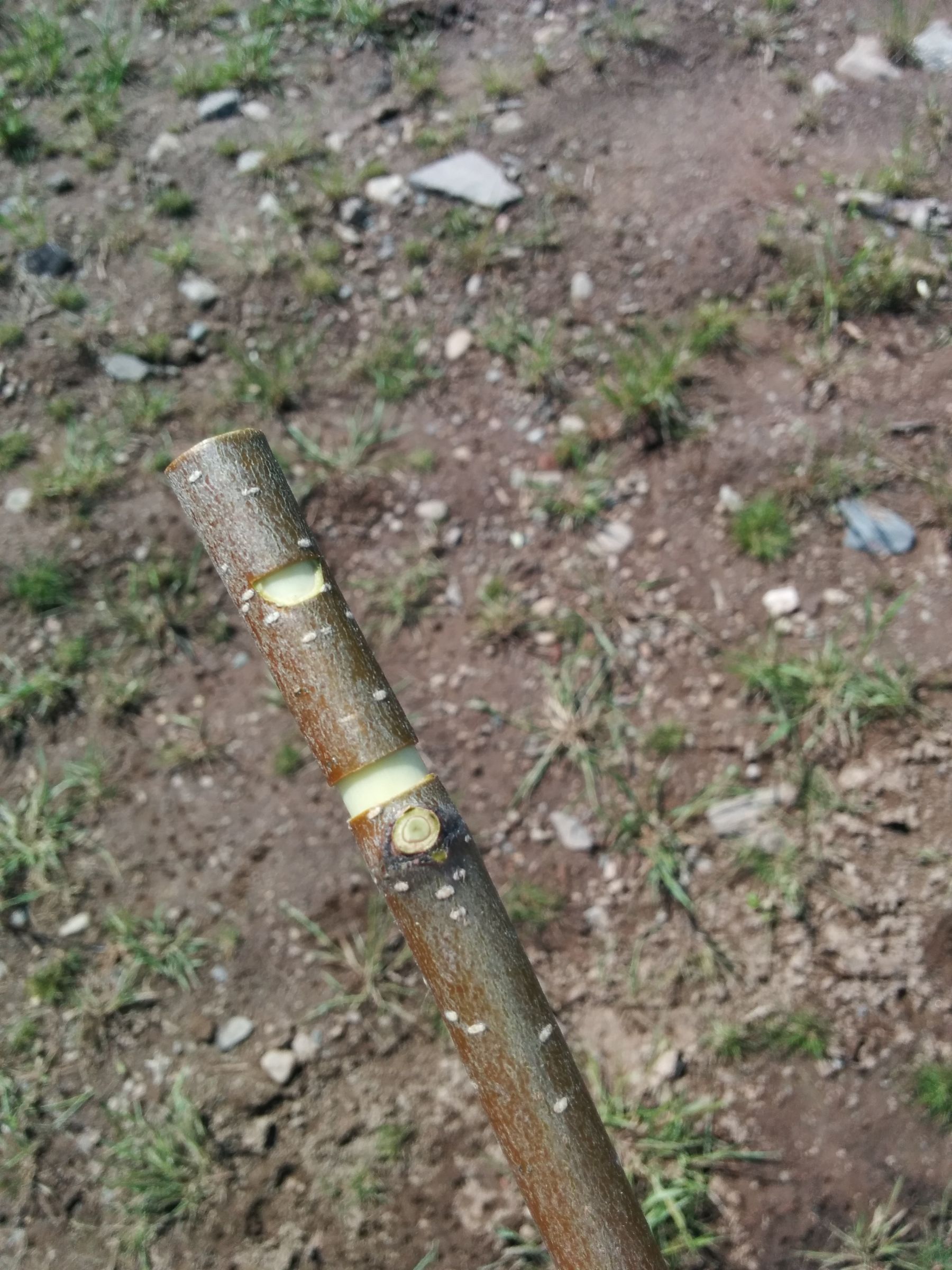 Stick Bark Whistle : 10 Steps (with Pictures) - Instructables