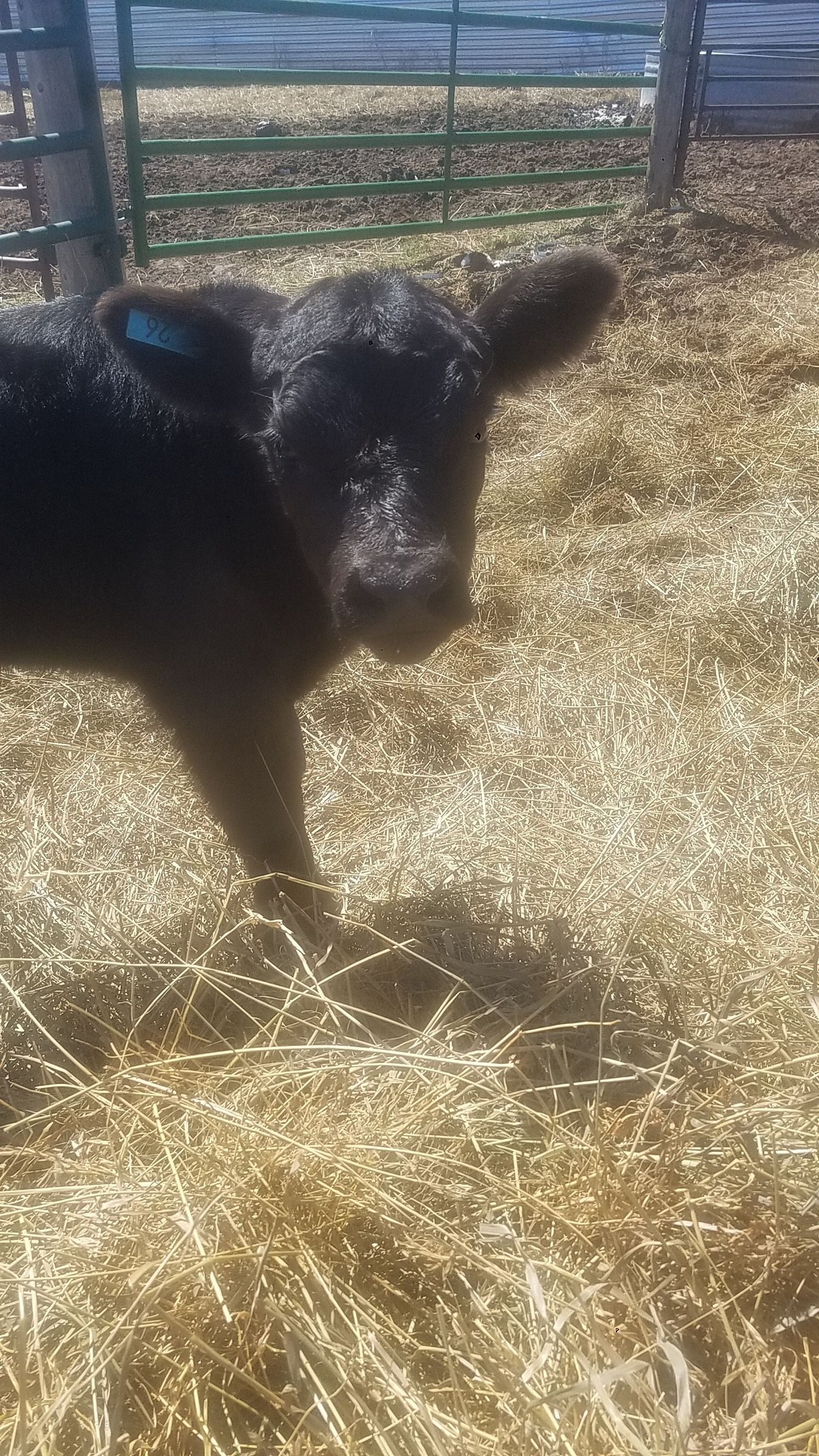 Pulling a Calf : 5 Steps - Instructables