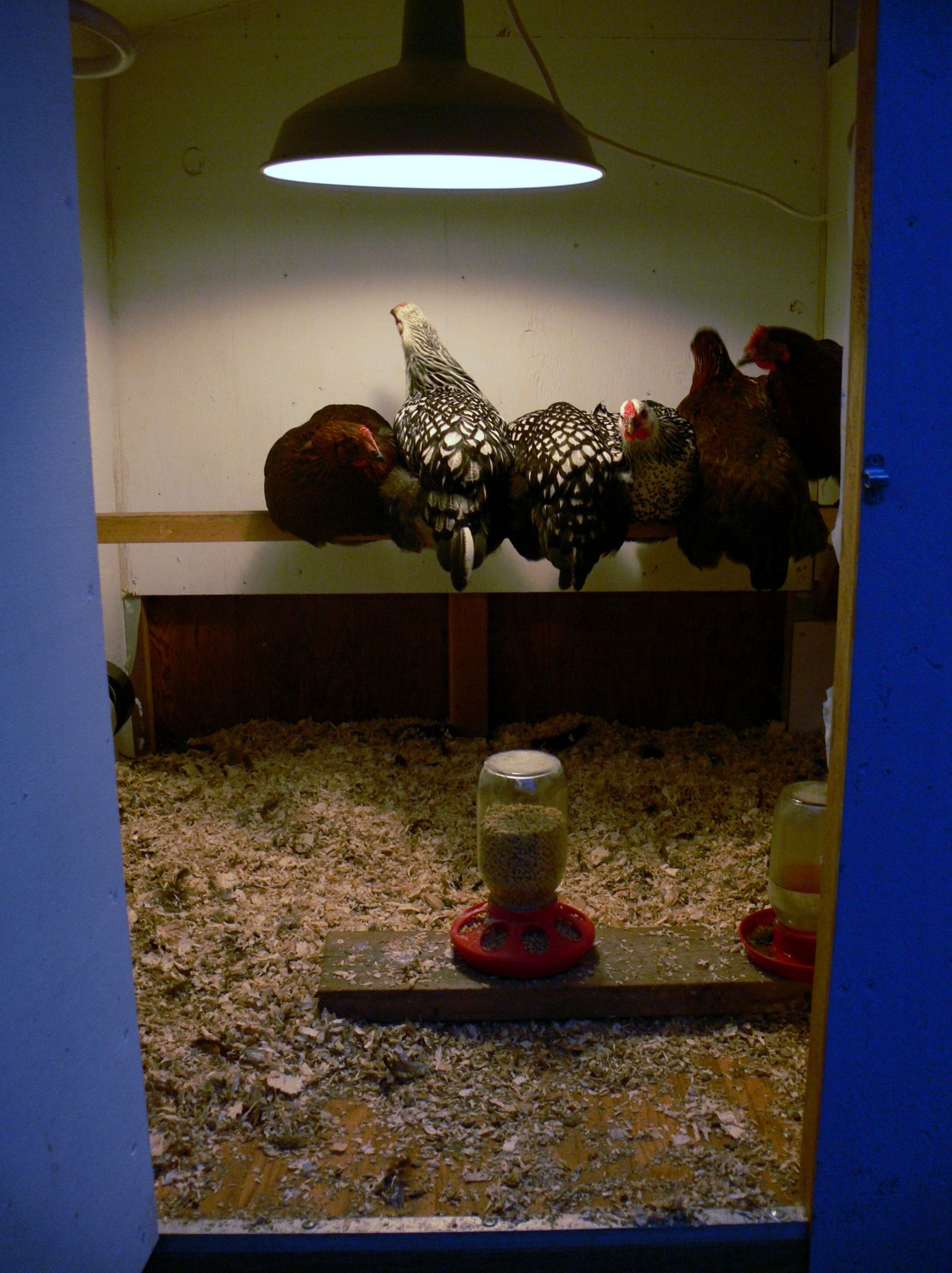Rain Barrel and Chicken Trough Waterer : 4 Steps - Instructables