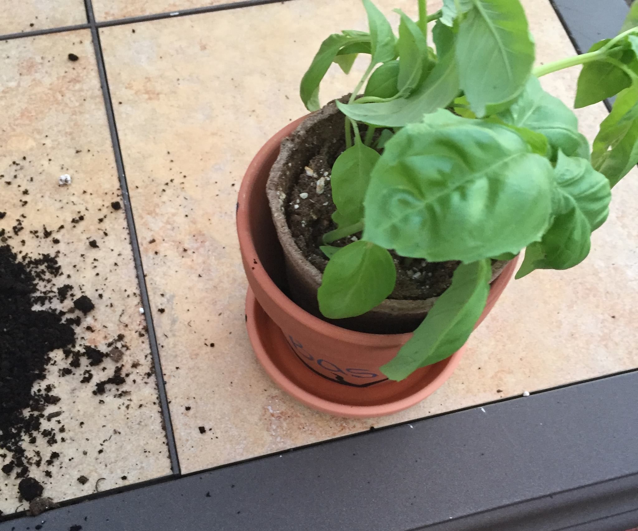 Pots and Planting Herbs for Beginners : 5 Steps - Instructables