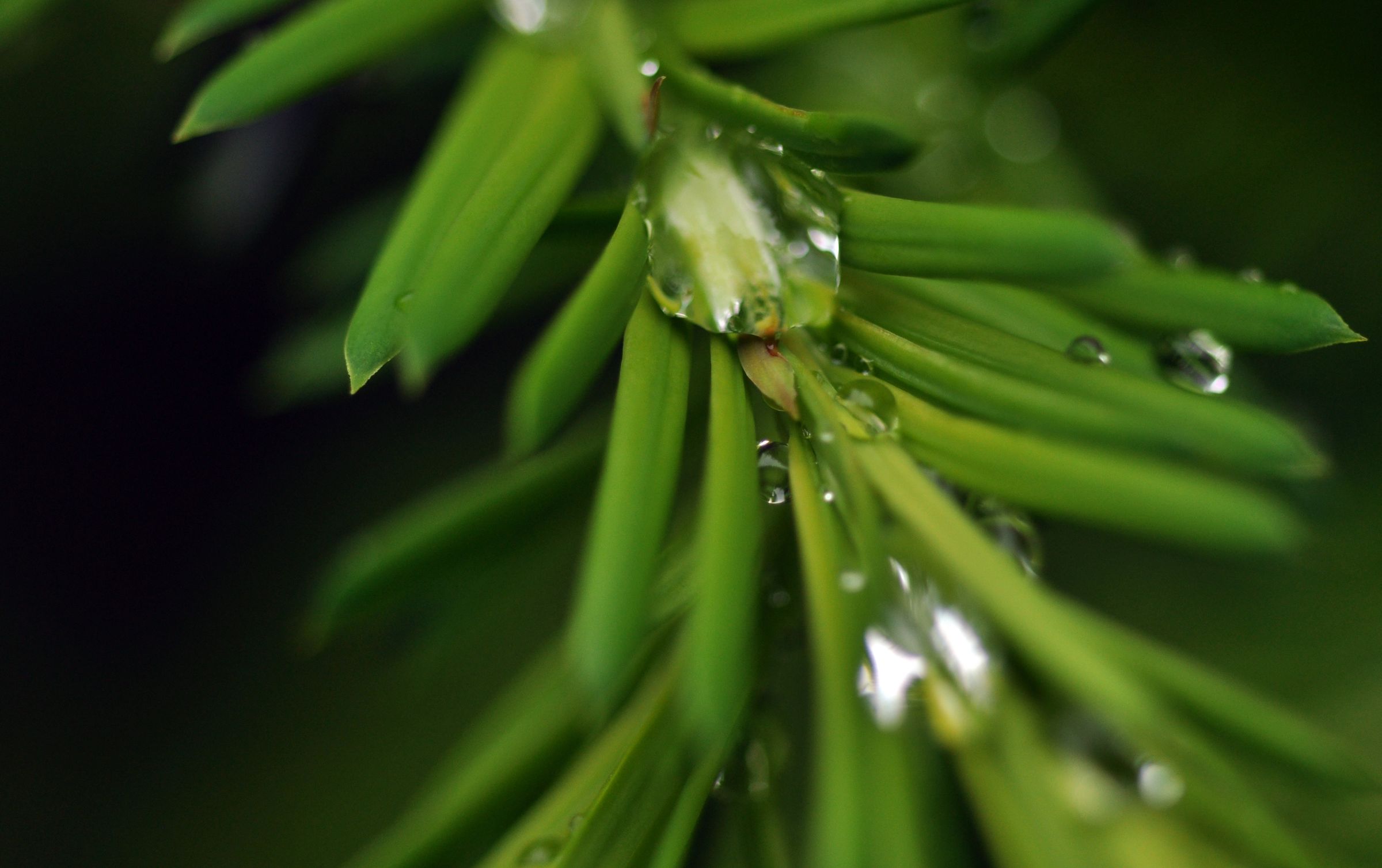 Macro Photography and Photomicroscopy : 9 Steps (with Pictures ...