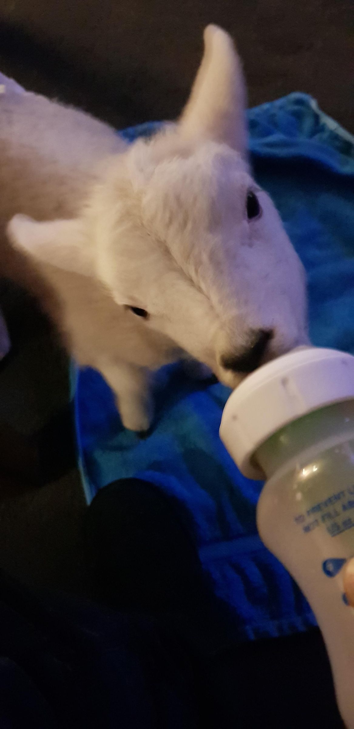 Raising Orphan Lambs : 4 Steps (with Pictures) - Instructables
