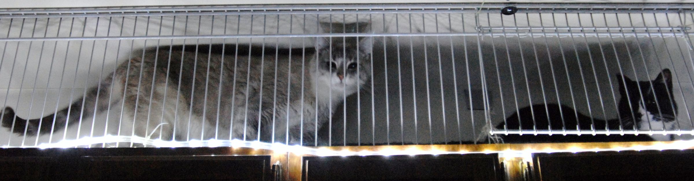 Cat Enclosure - Tunnel, Save Space ('CatWalk Is My Road' - AKahn ...