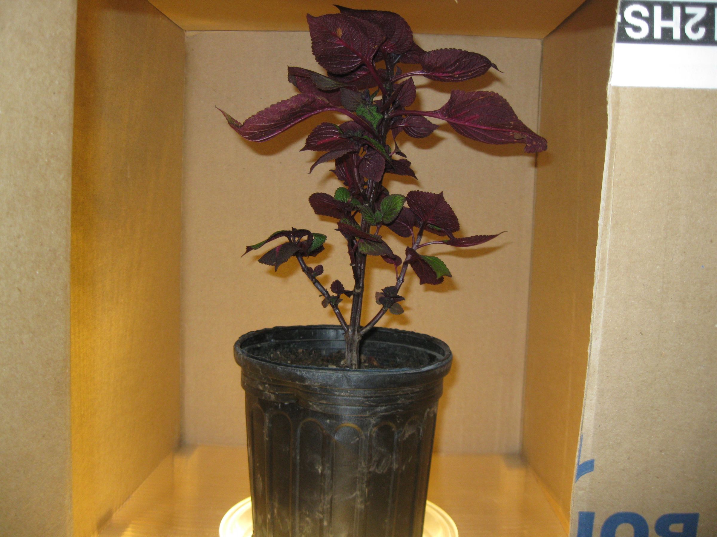 Plant Experiment With Light : 6 Steps - Instructables