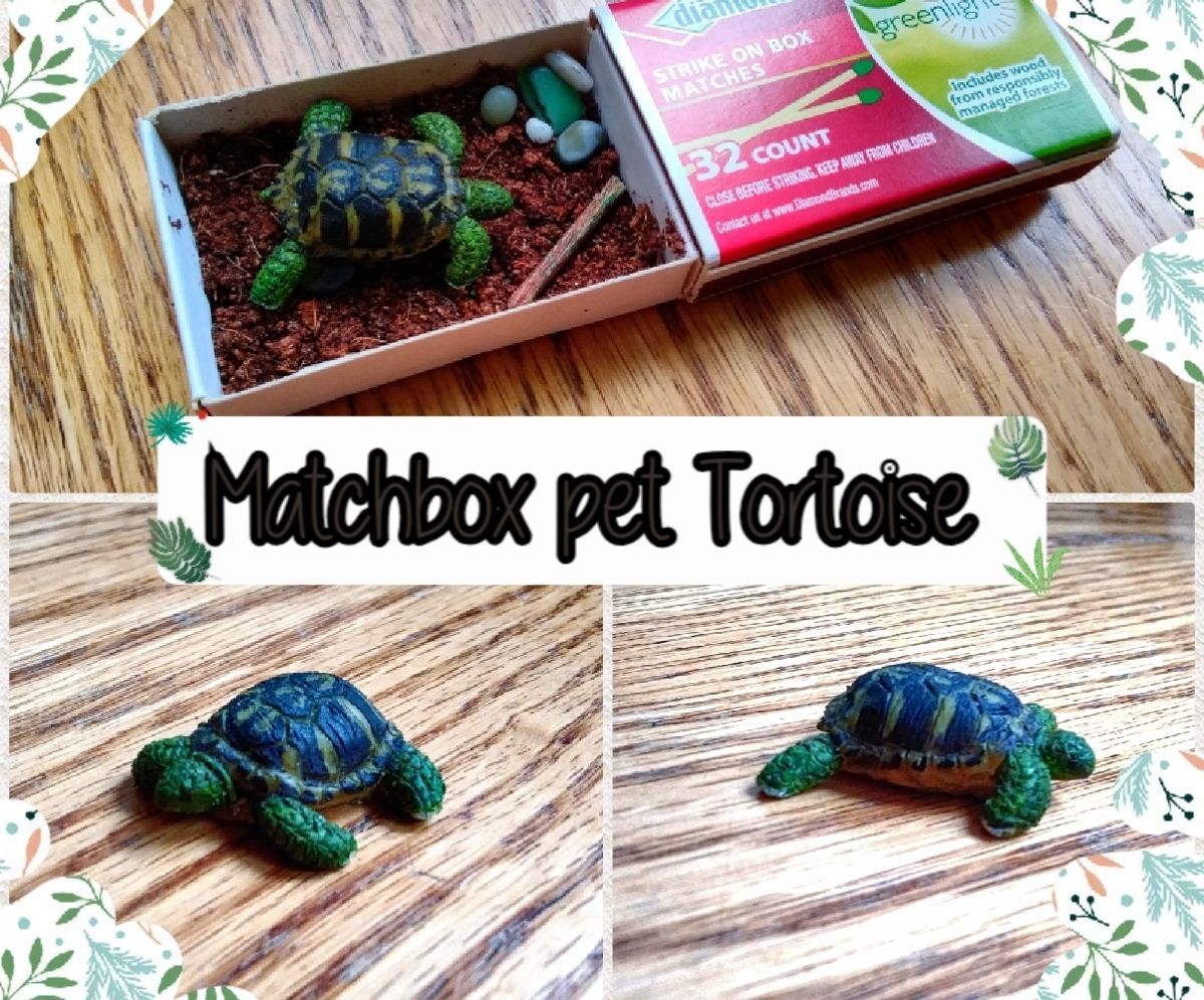 Matchbox Pet : 5 Steps (with Pictures) - Instructables