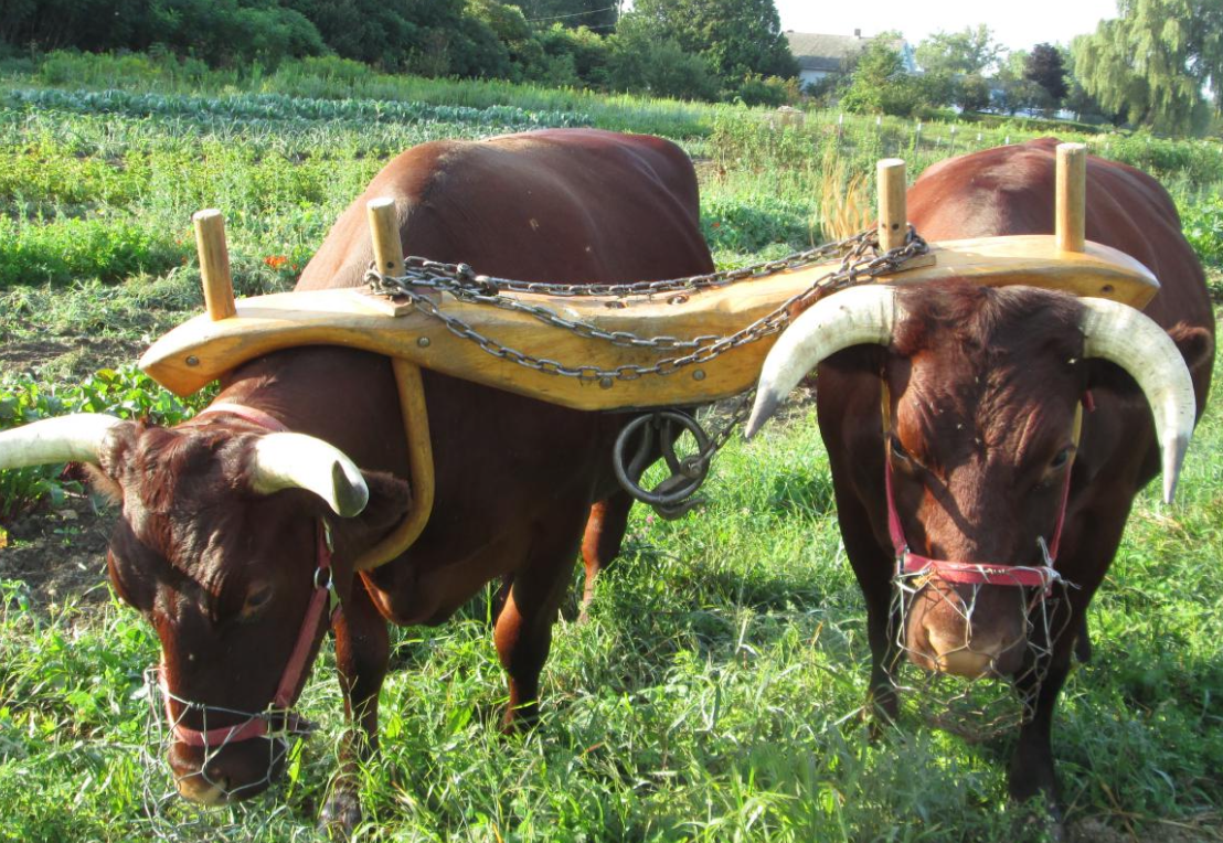 How to Make: a Traditional Wooden Ox Yoke : 8 Steps - Instructables