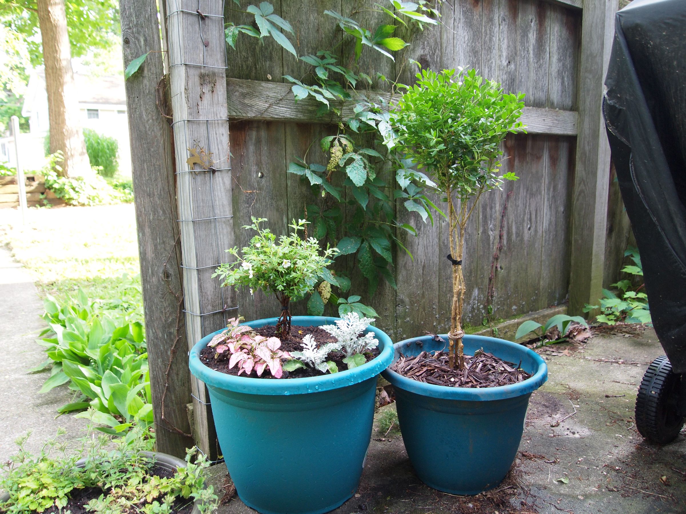 Container Topiary : 4 Steps - Instructables