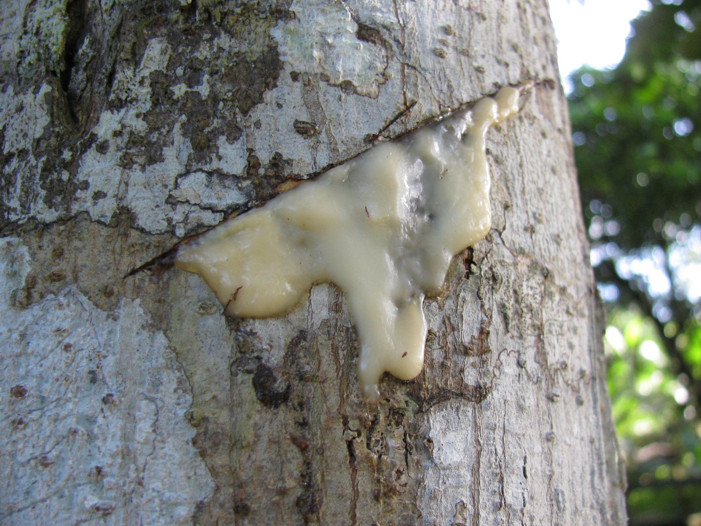 Breadfruit Sap and Bot Fly Larva : 6 Steps - Instructables