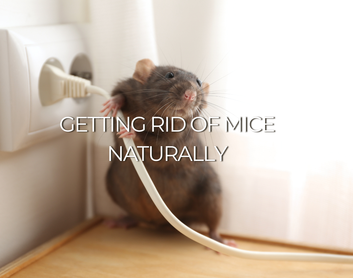 Ultimate Tips on How to Get Rid of Mice Naturally! : 3 Steps ...