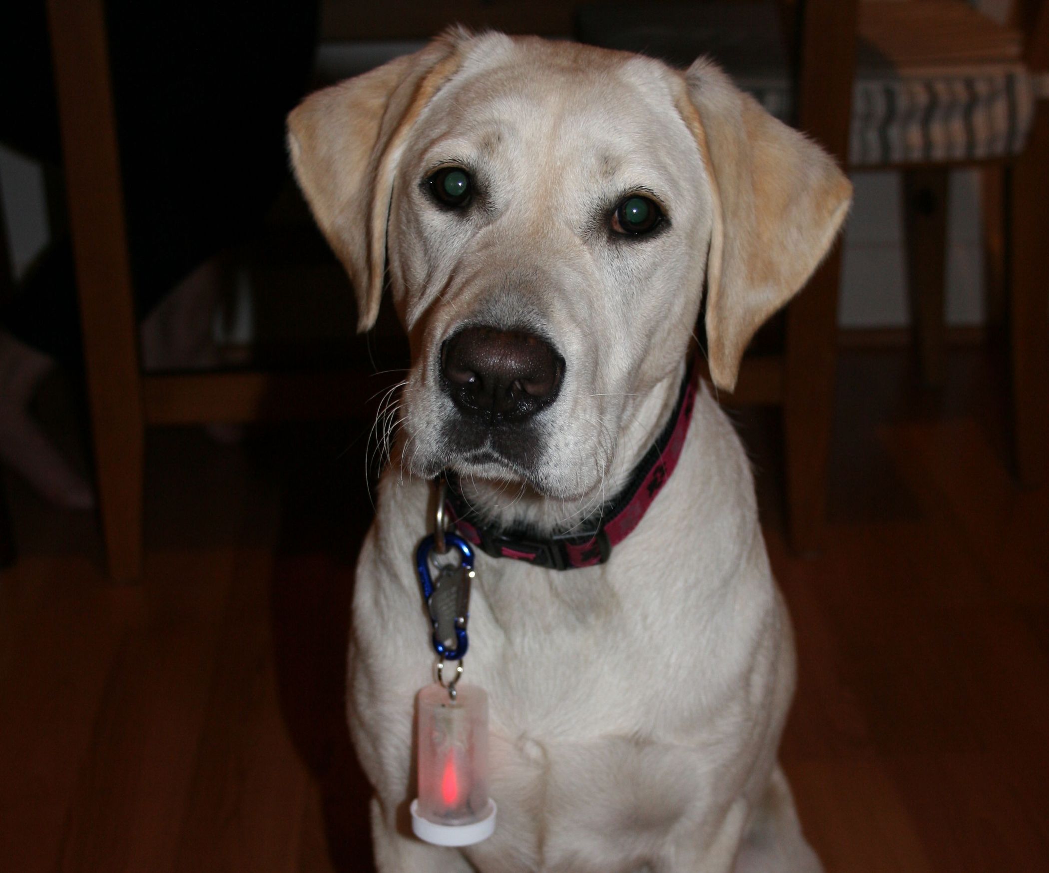 Doggie Dongle - LED Light for Your Dog's Collar : 5 Steps (with ...