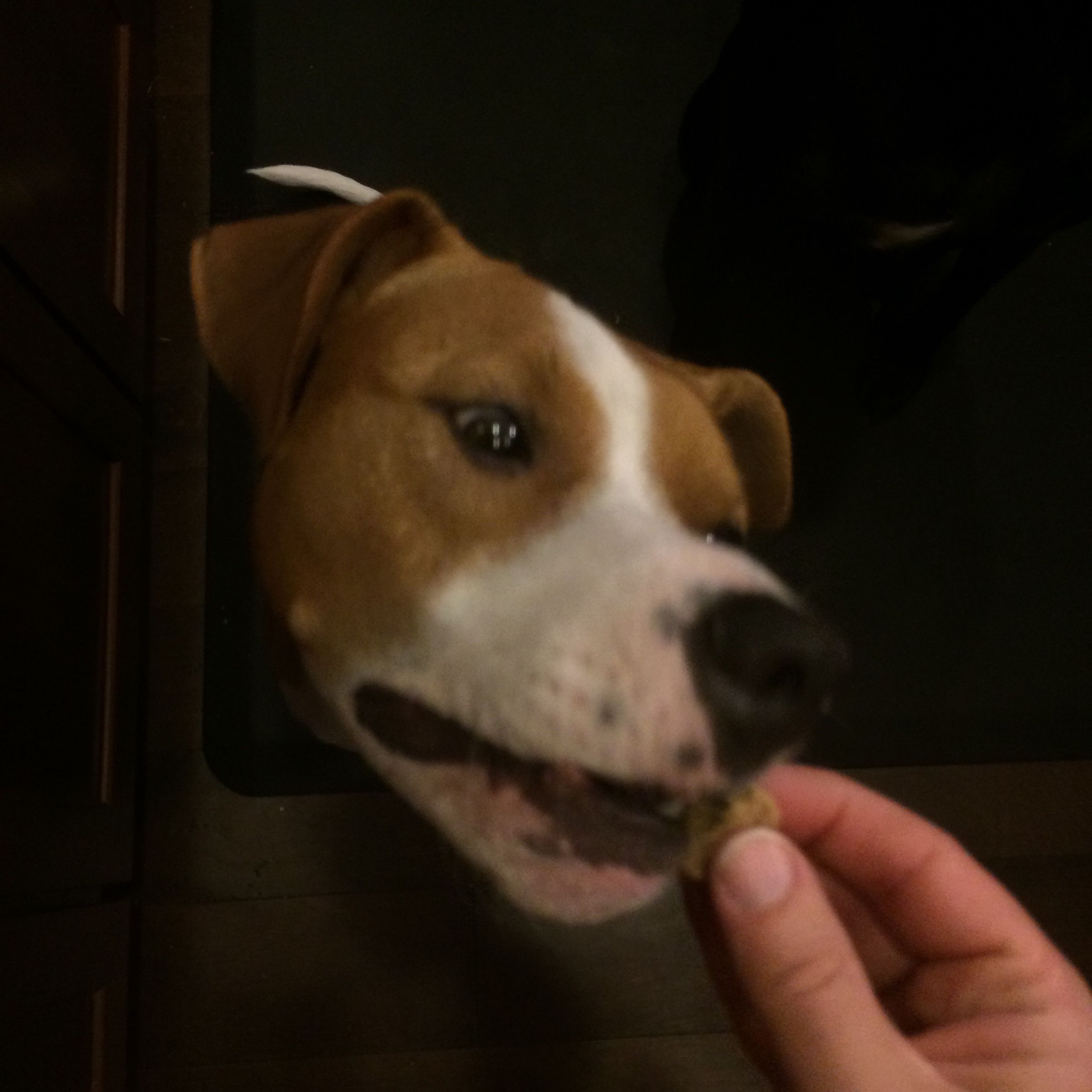 Pill Putty for Dogs : 5 Steps (with Pictures) - Instructables