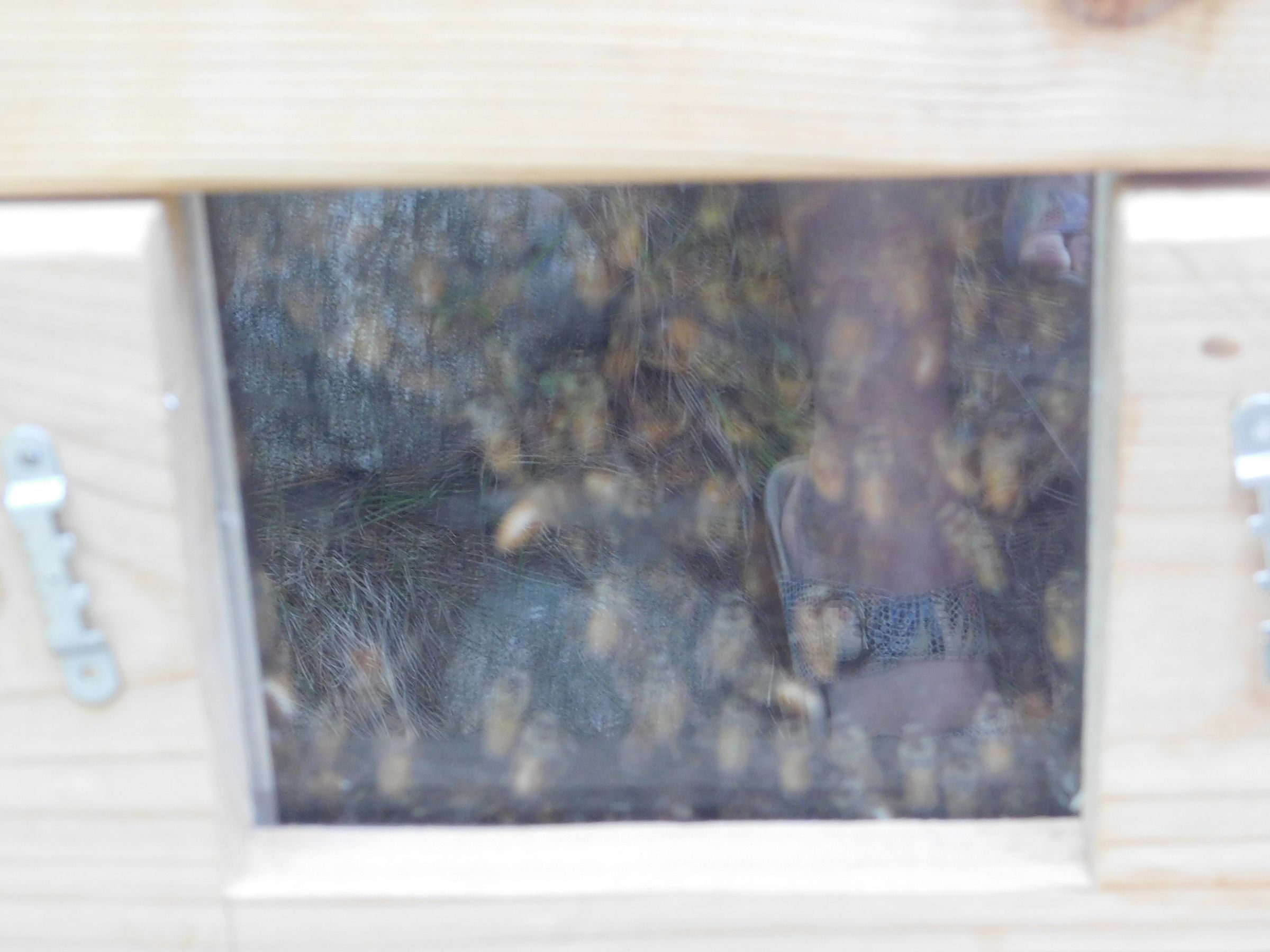 Observation Window for Hexagonal Beehive : 8 Steps (with Pictures ...