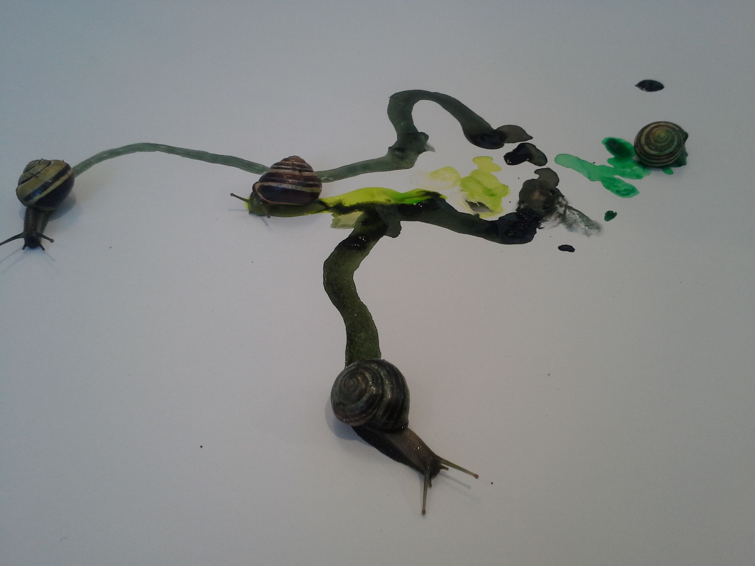 Snail Art: Making Art With Snails : 8 Steps (with Pictures) - Instructables