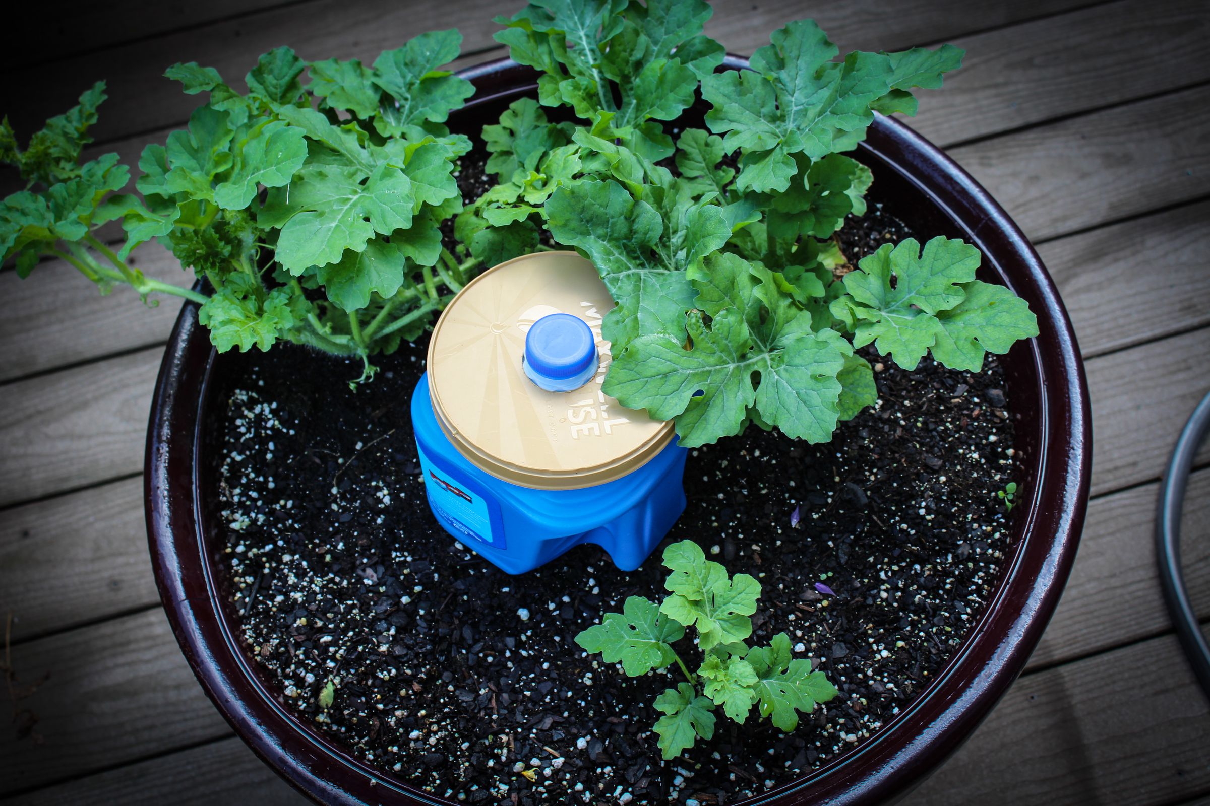 Coffee Container Slow Drip Watering : 9 Steps (with Pictures ...