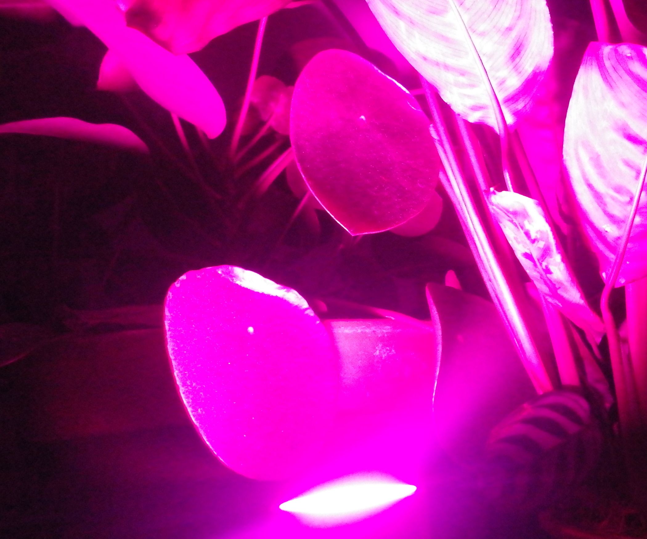 LED It Grow : 6 Steps (with Pictures) - Instructables