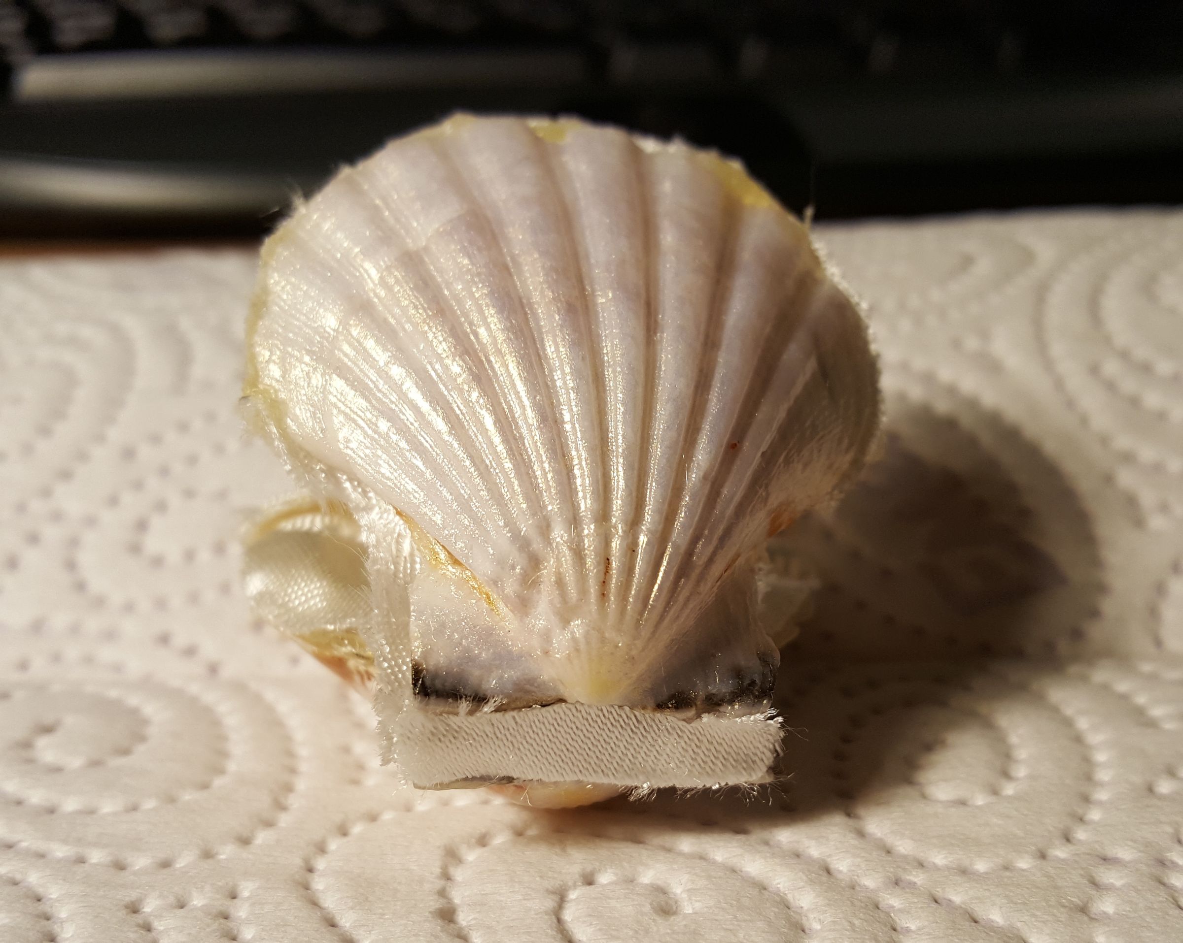 LED-illuminated Seashell Engagement Ring Box : 9 Steps (with Pictures) - Instructables