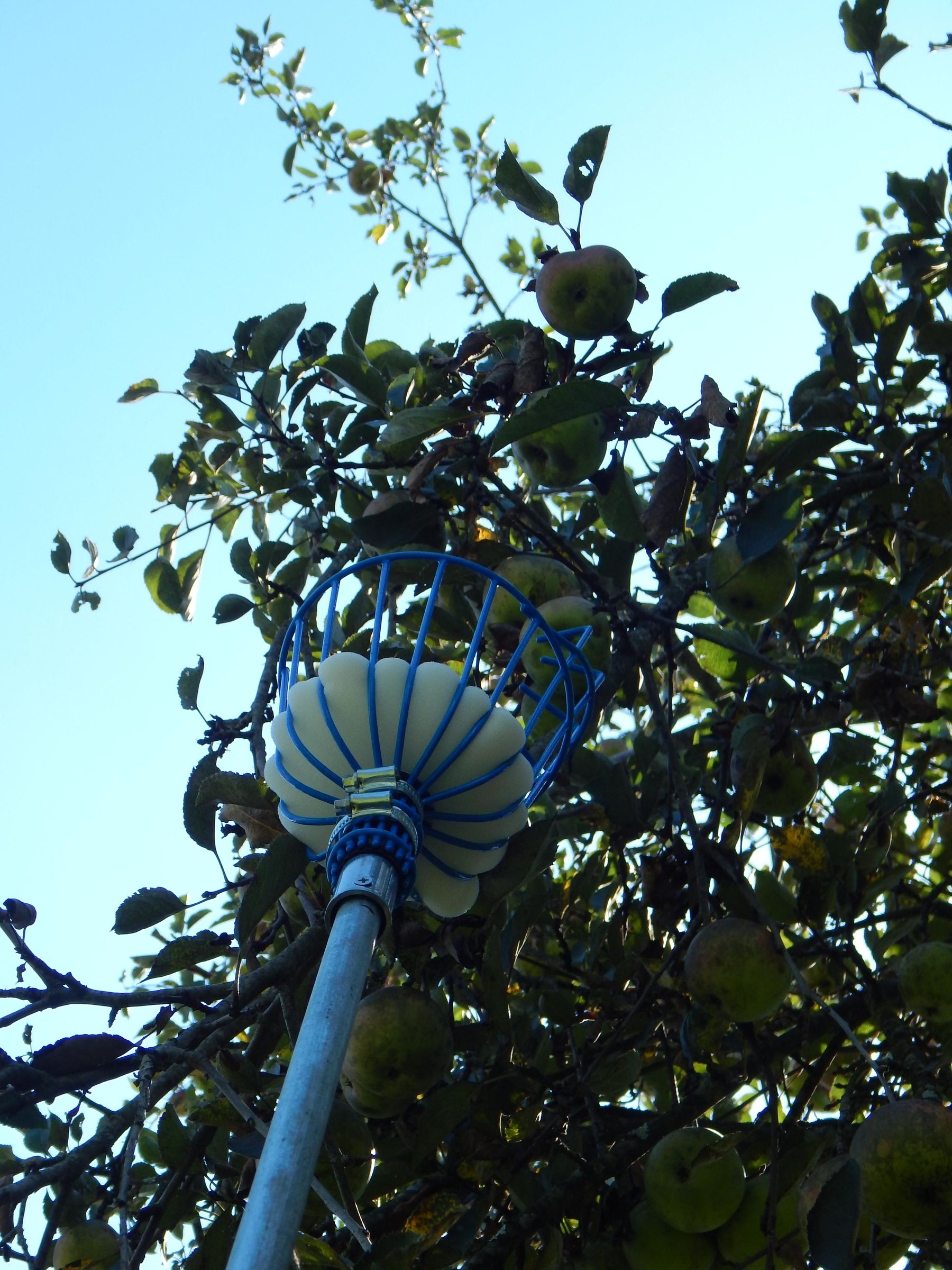 DIY Fruit Picker Pole Made From EMT Conduit : 6 Steps - Instructables