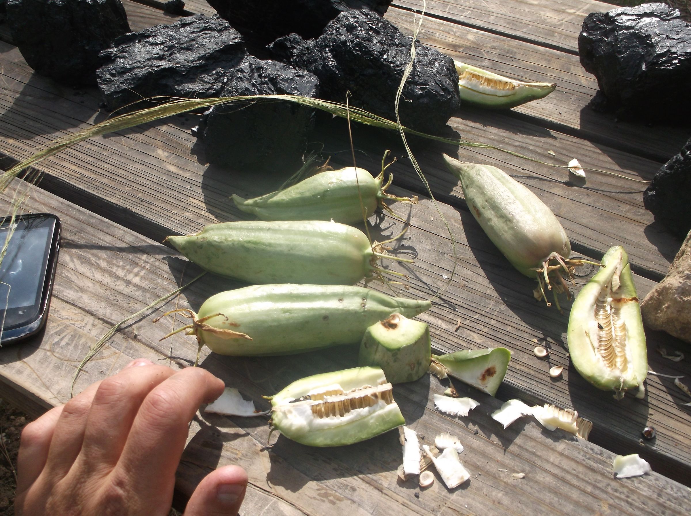 Processing Yucca Fibre With Primitive Tools : 6 Steps (with Pictures ...