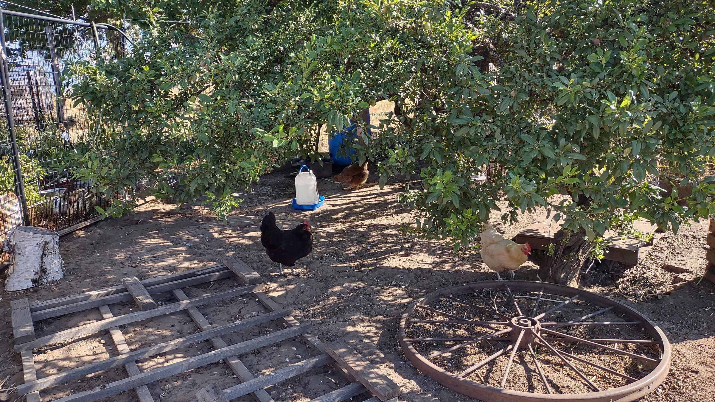 Chicken Coop Rainwater Catchment Egg Suppliers 6 Steps Instructables