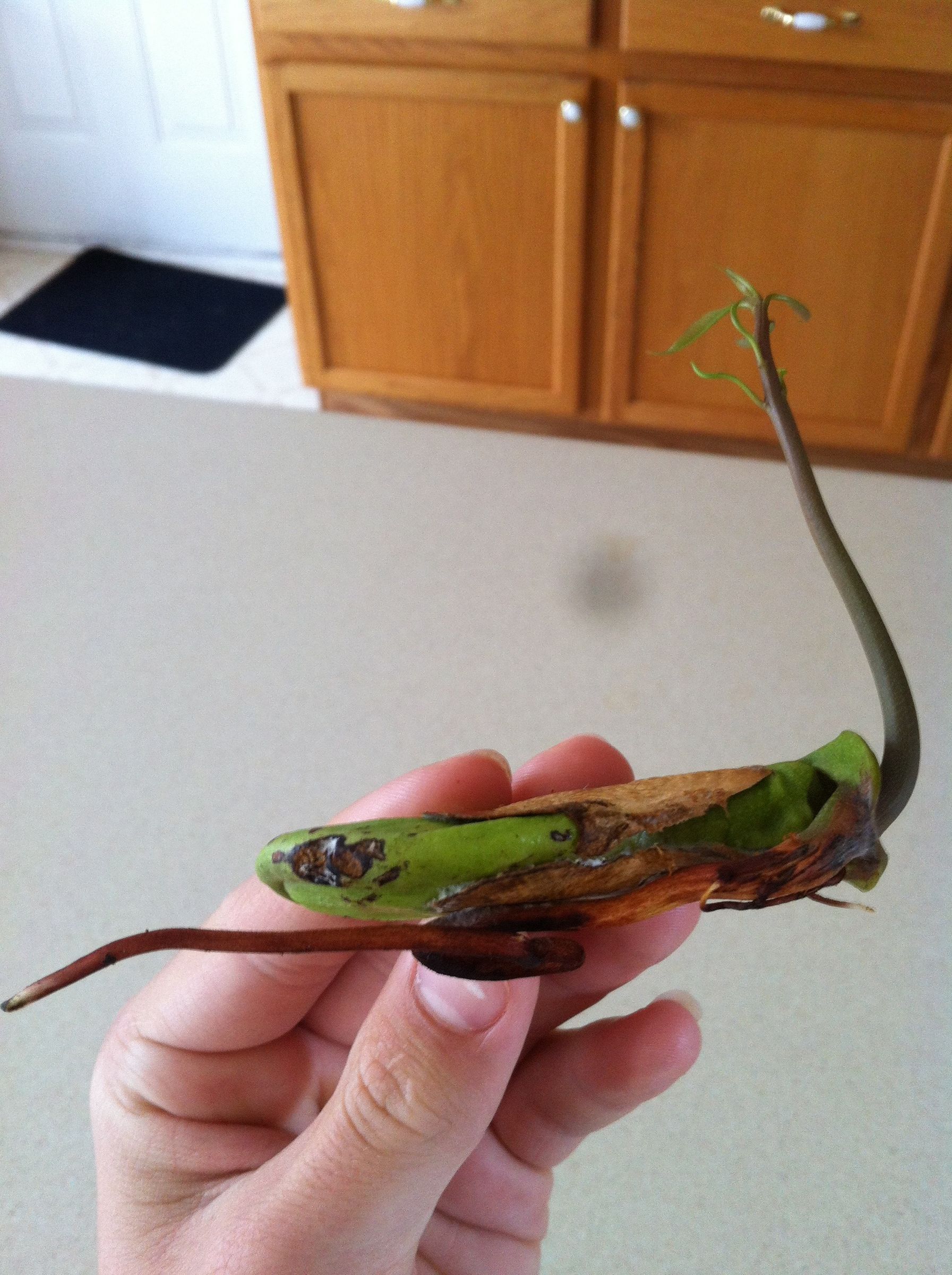 How to Grow a Mango Tree : 4 Steps (with Pictures) - Instructables