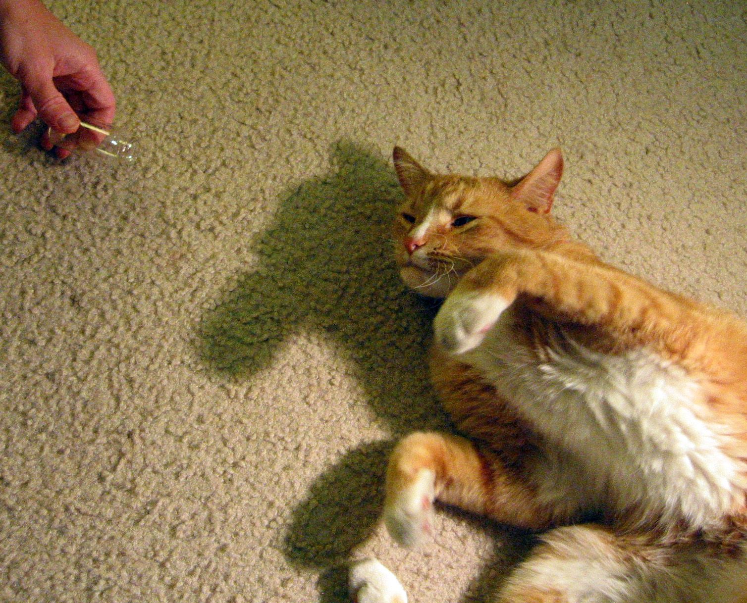 DIY Kitty Crack: Ultra-potent Catnip Extract : 17 Steps (with Pictures ...