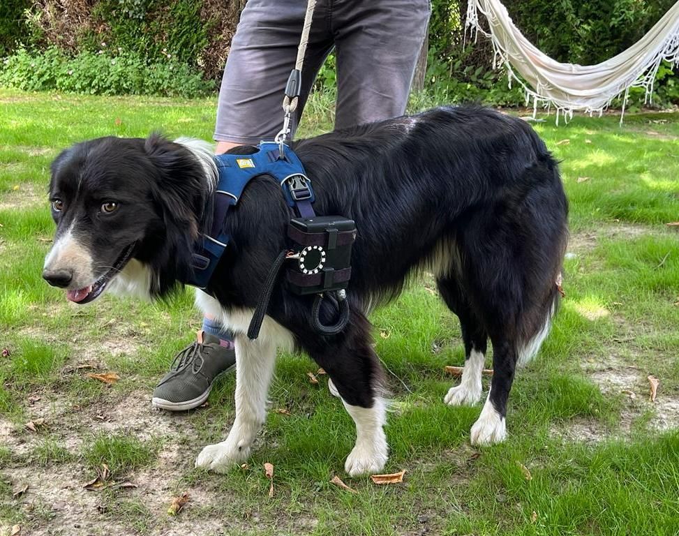 Dog Health Tracking Device, the DogBit : 4 Steps (with Pictures ...