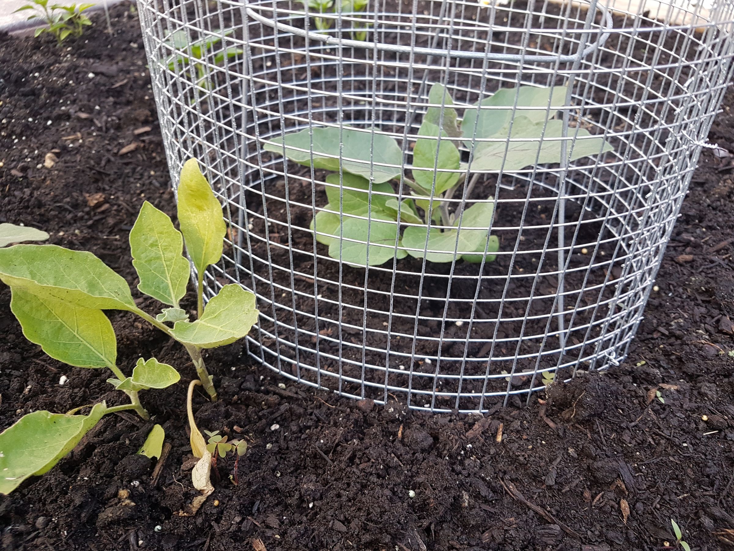 Vegetable / Fruit Plant Cage : 8 Steps (with Pictures) - Instructables