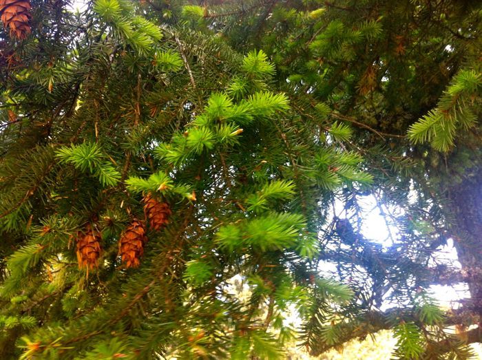 Pine Tip Simple Syrup : 5 Steps (with Pictures) - Instructables