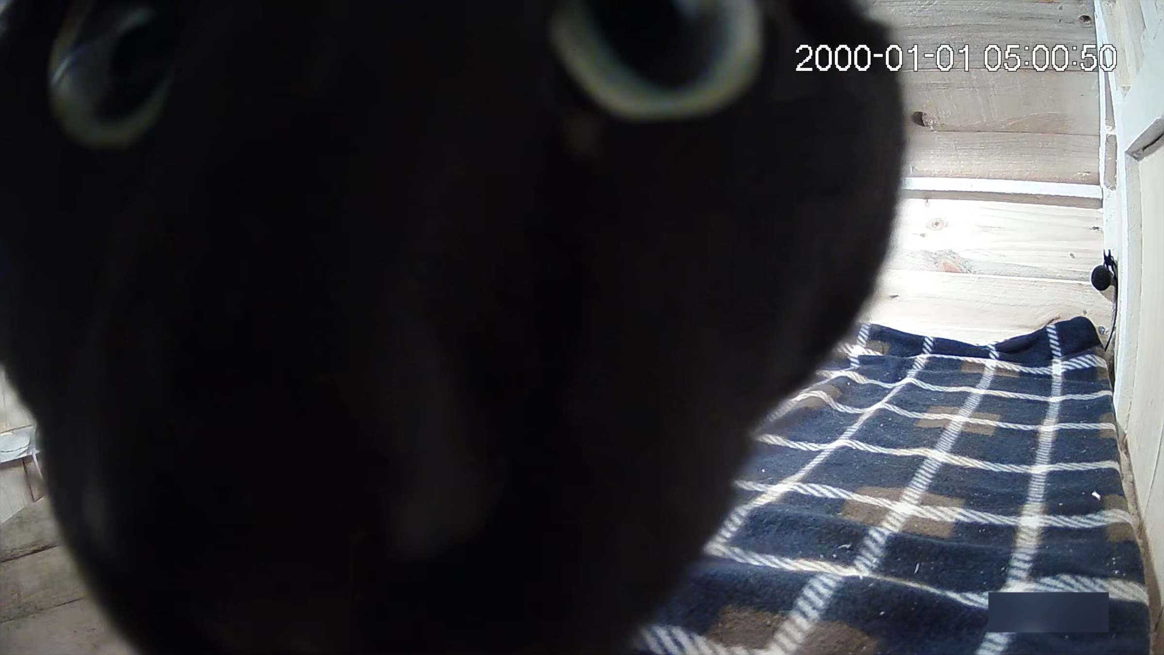 The Most Luxurious Stray Cat Shelter : 4 Steps (with Pictures ...