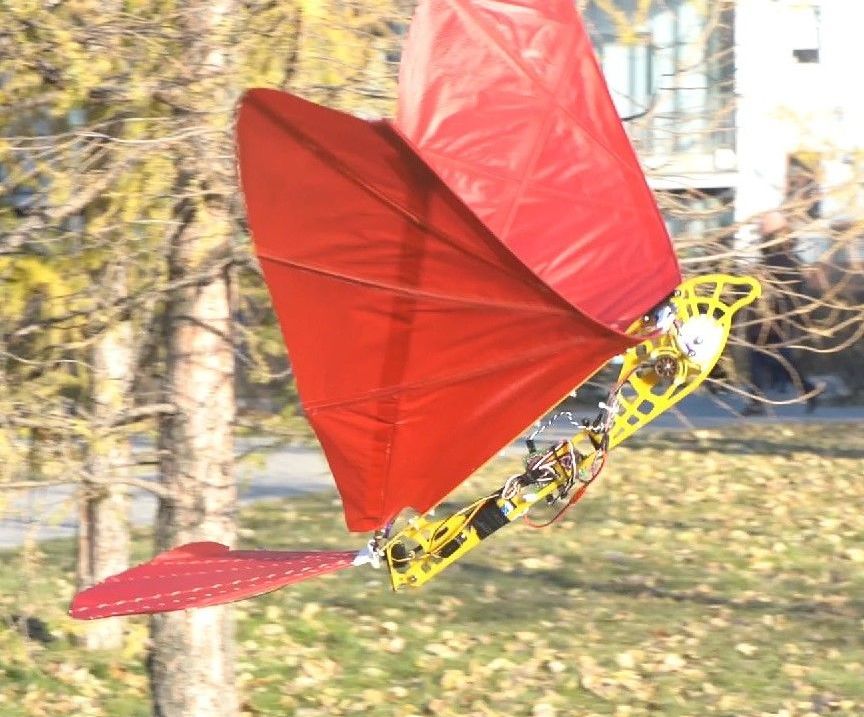 Rc ornithopter store