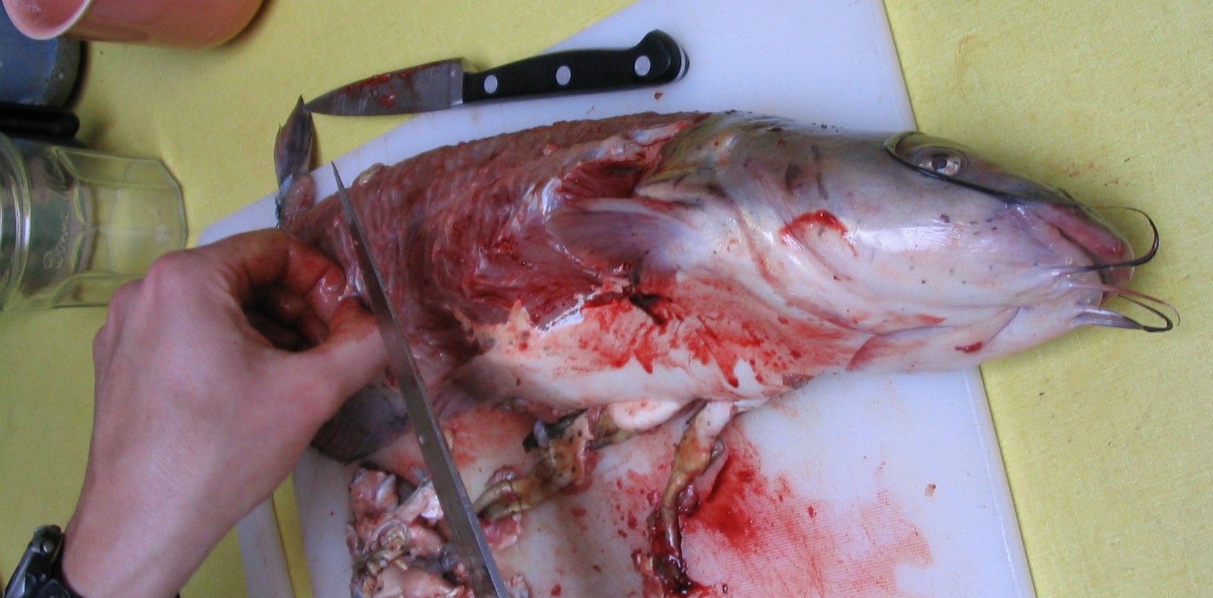 Skinning and Filleting Catfish : 13 Steps (with Pictures) - Instructables
