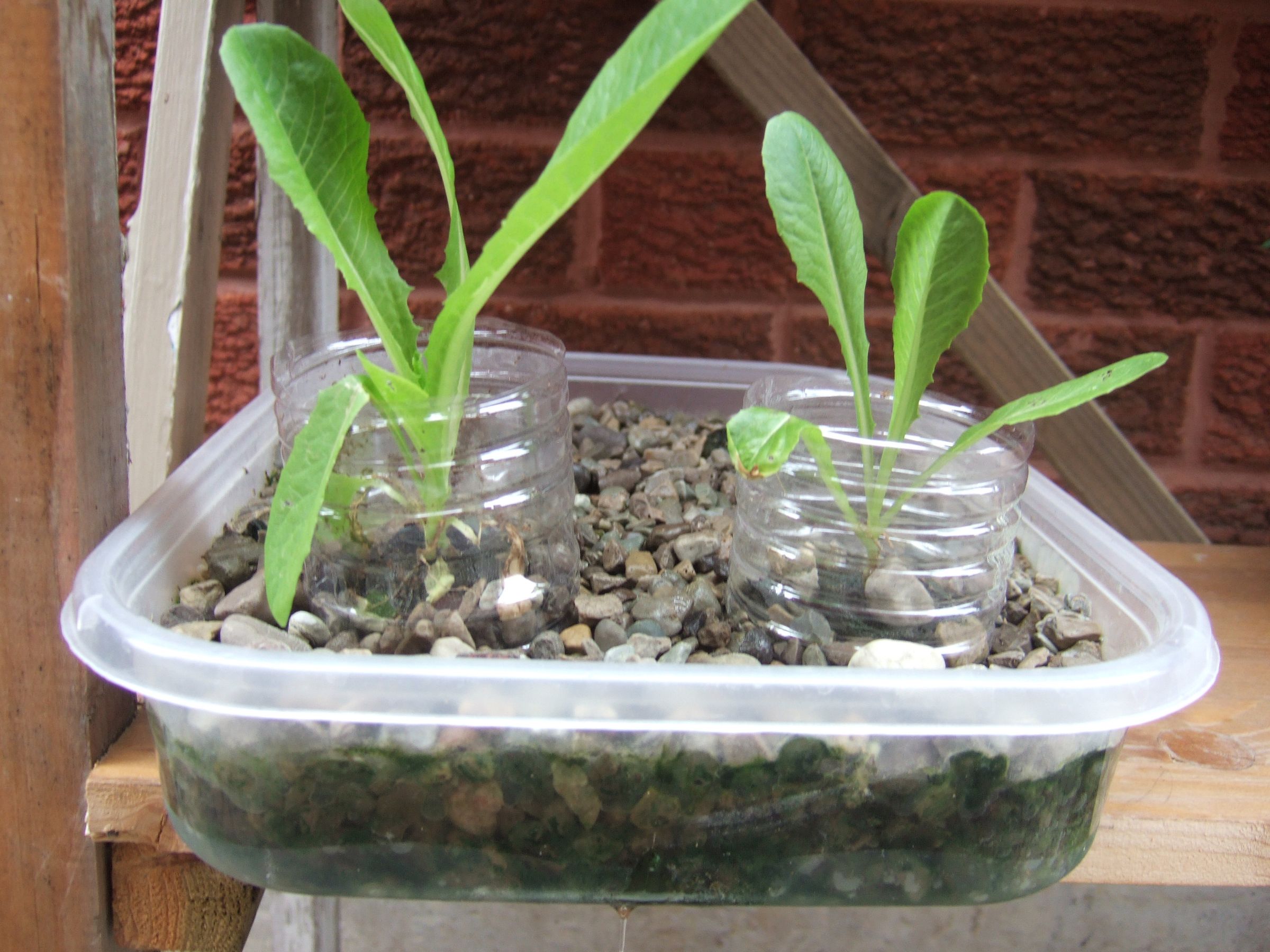 Most Basic Form of Hydroponics : 6 Steps - Instructables