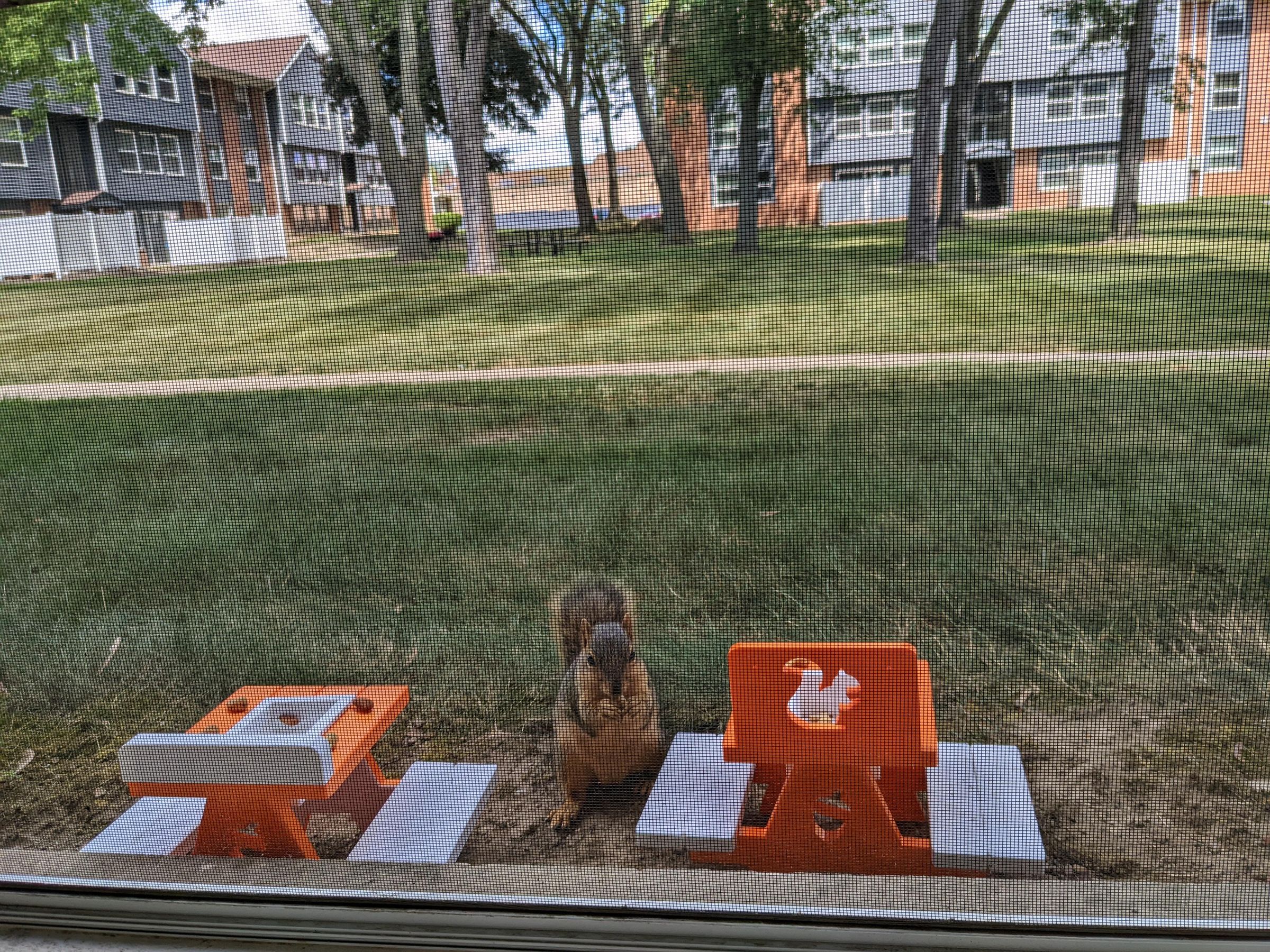 Making a Squirrel Cafe : 8 Steps (with Pictures) - Instructables