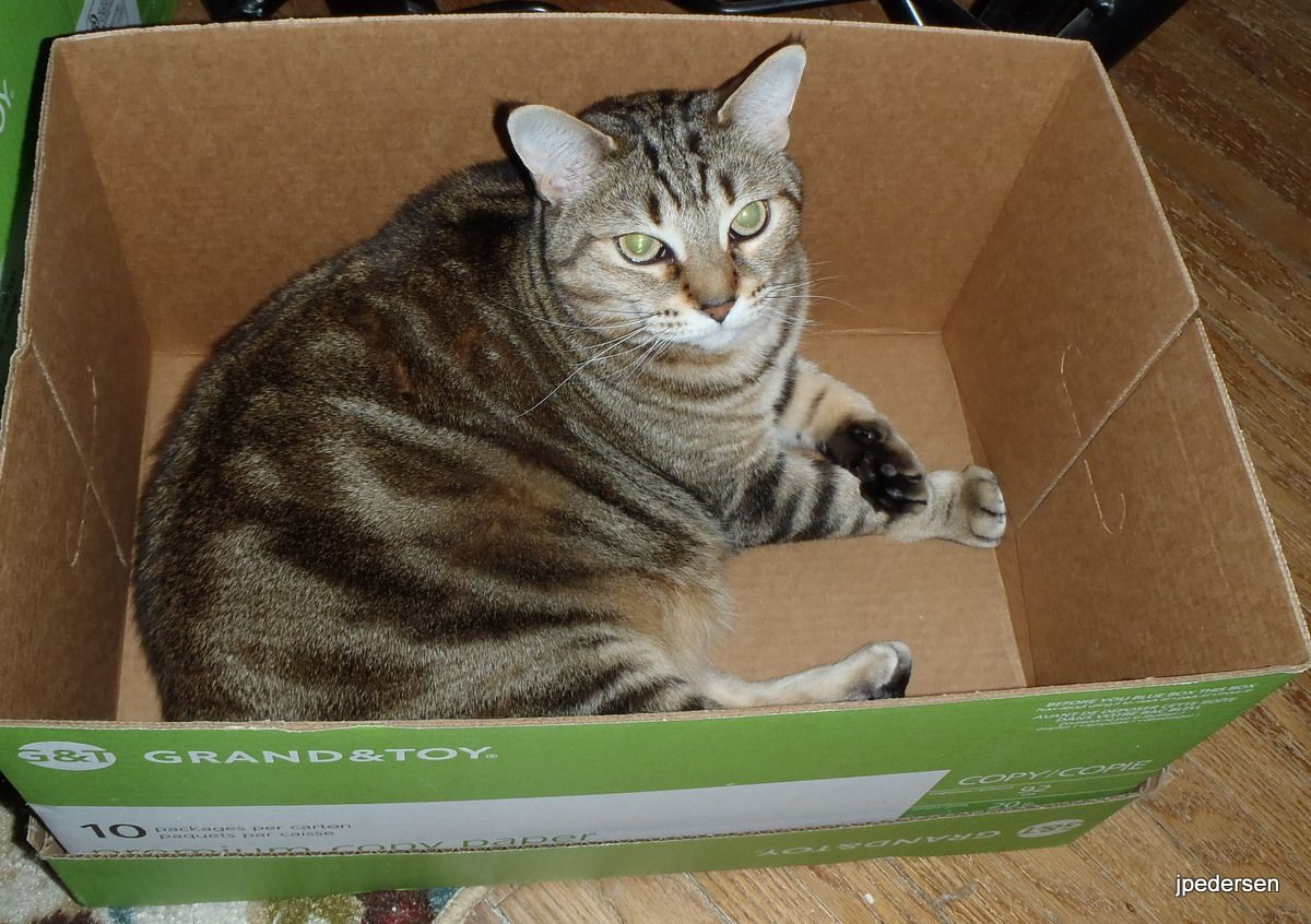 CATS Box : 4 Steps - Instructables