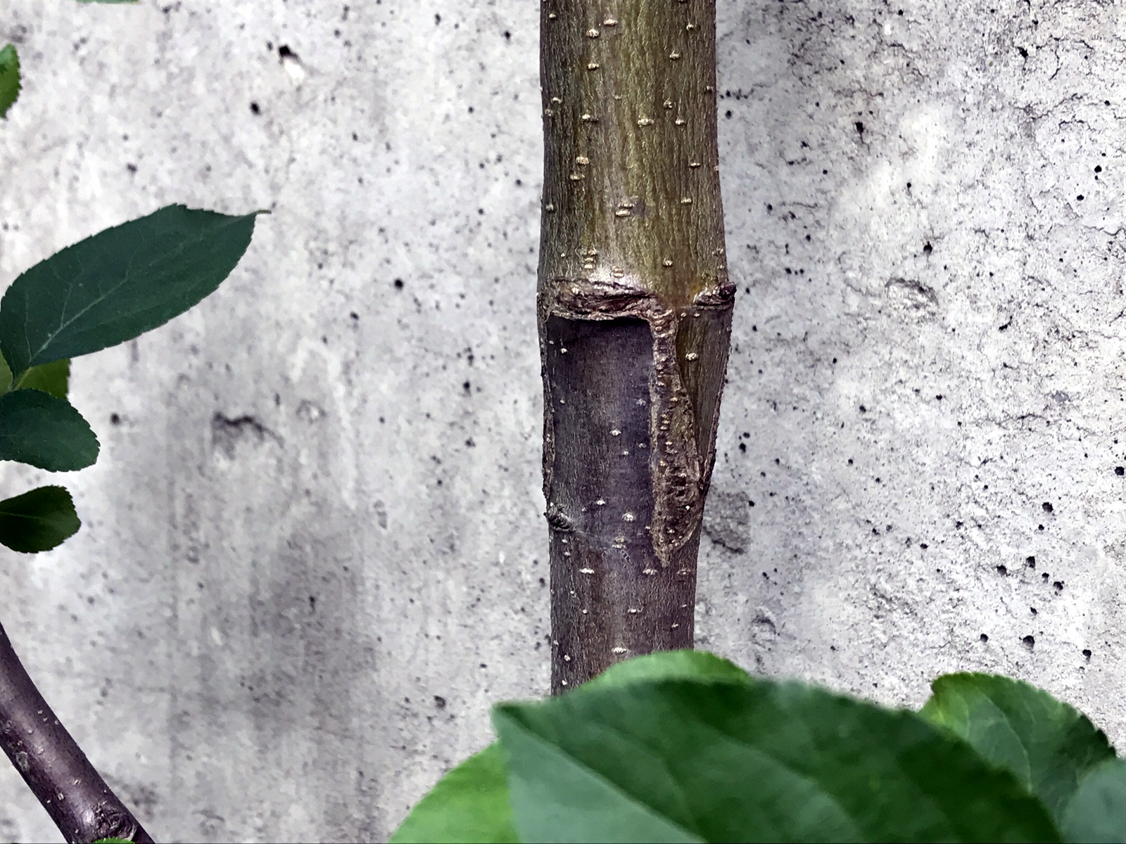 Simple Grafting Without Special Tools : 7 Steps (with Pictures ...