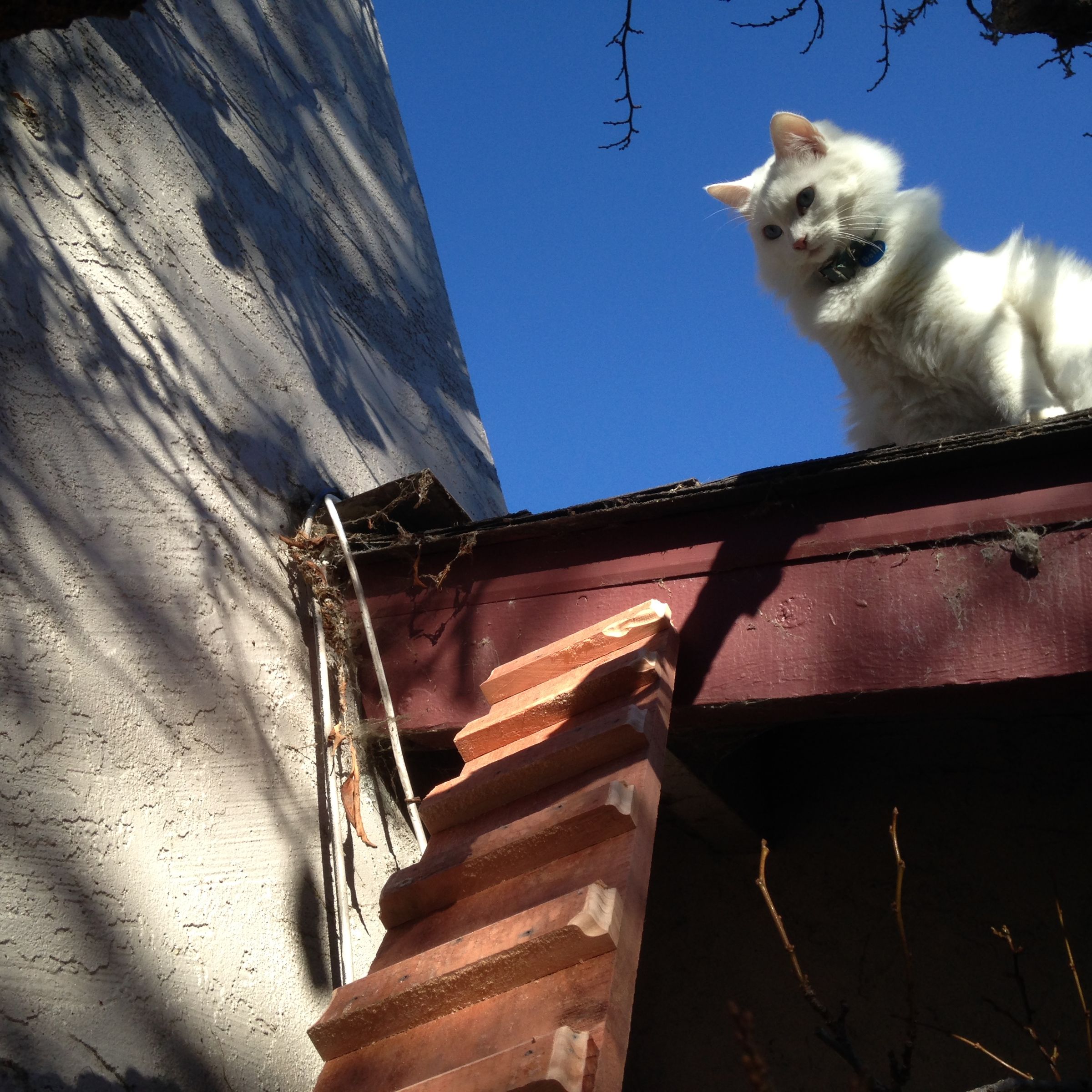 Cat Ramp Ladder Thingy : 5 Steps (with Pictures) - Instructables