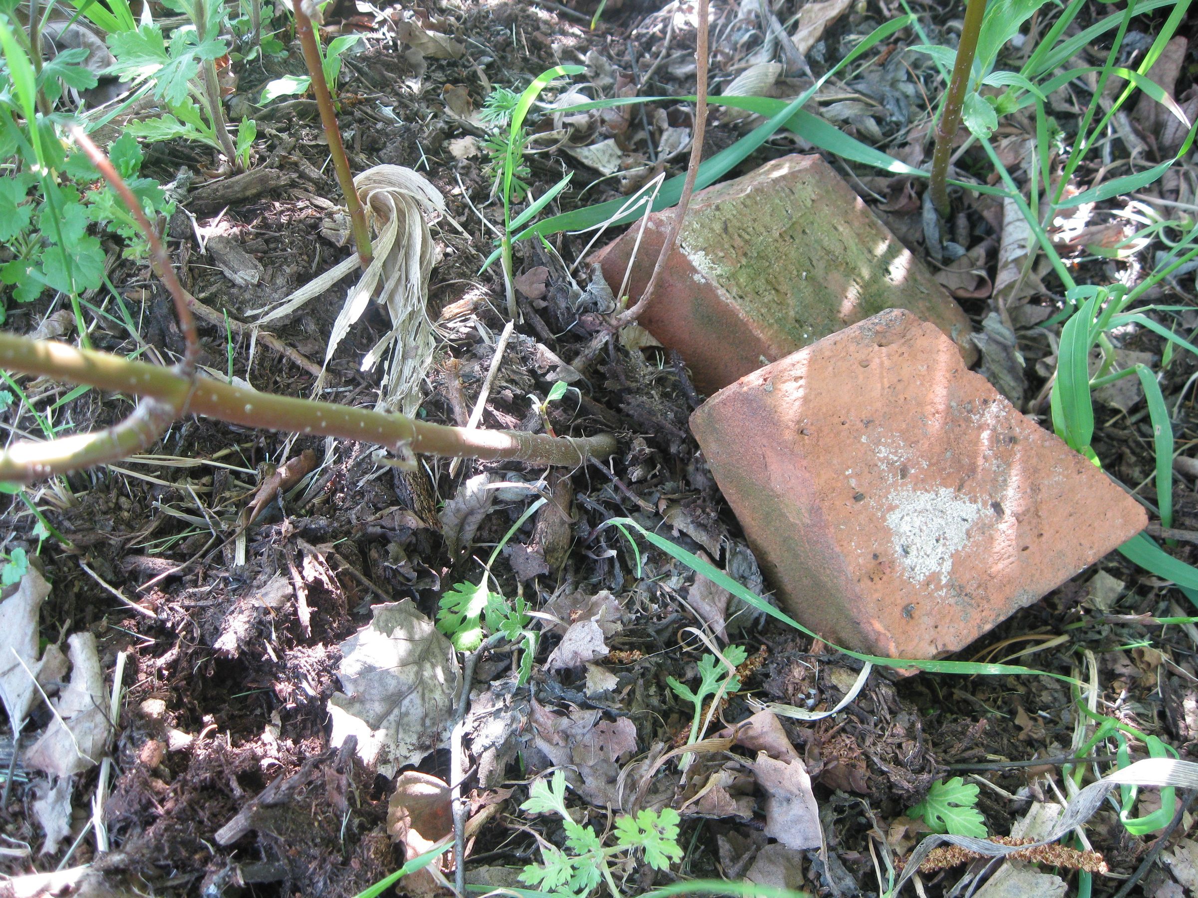 Shrub Propagation : 6 Steps - Instructables