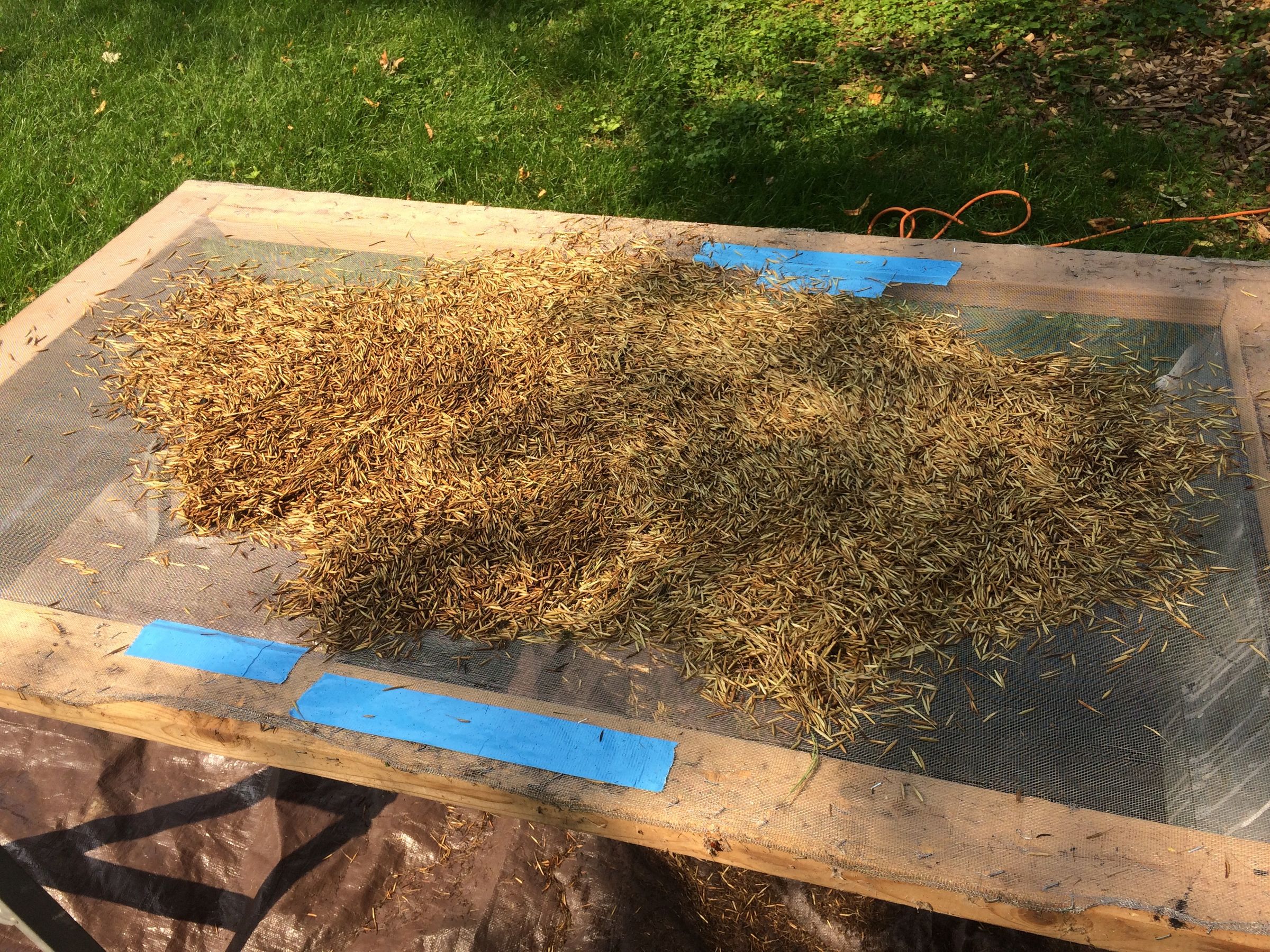 Finishing Wild Rice : 9 Steps (with Pictures) - Instructables