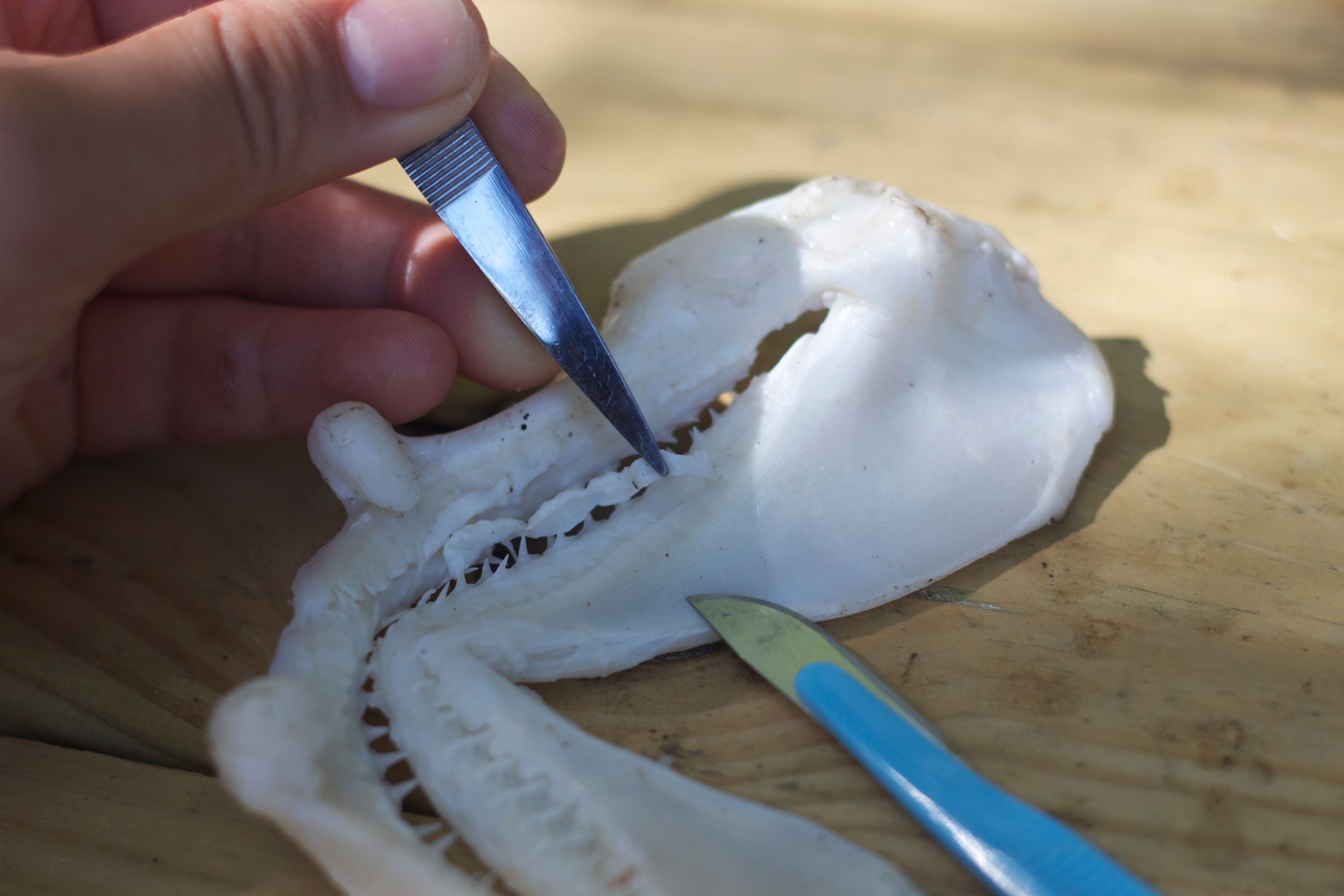 Preserving Shark Jaws and Skin From Start to Finish : 9 Steps (with ...