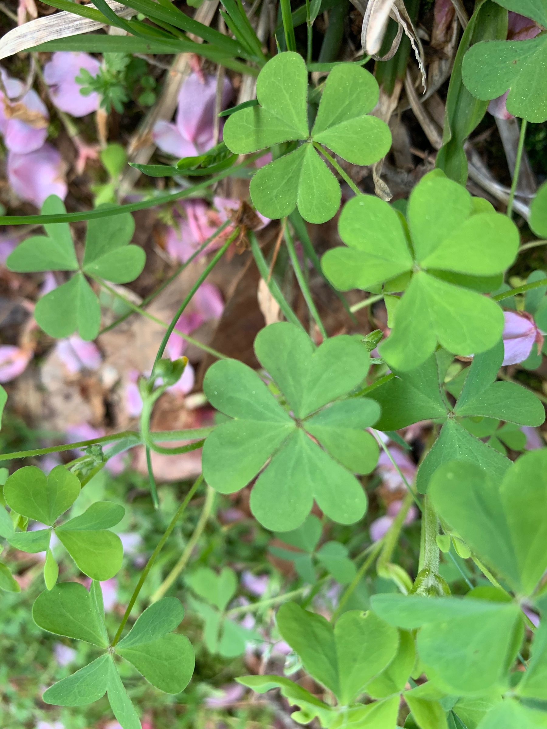 How to Find a 4 Leaf Clover in 5 Minutes! : 9 Steps - Instructables