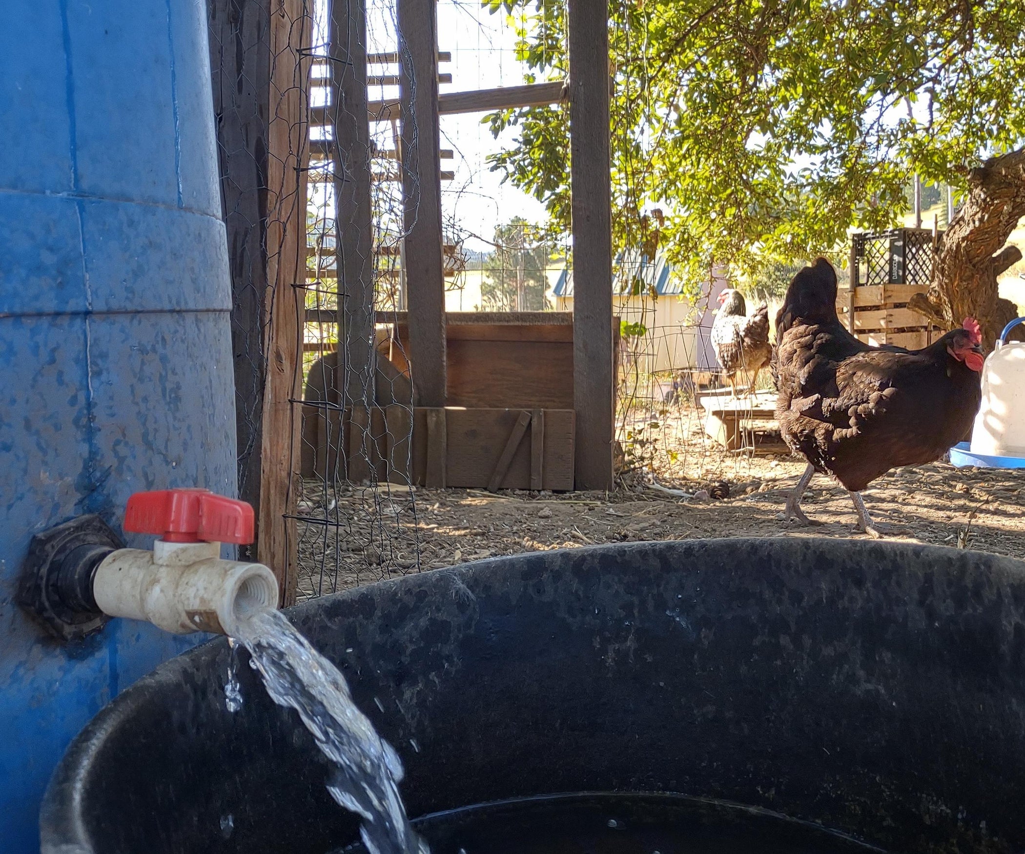 Chicken Coop, Rainwater Catchment, Egg Suppliers : 6 Steps - Instructables