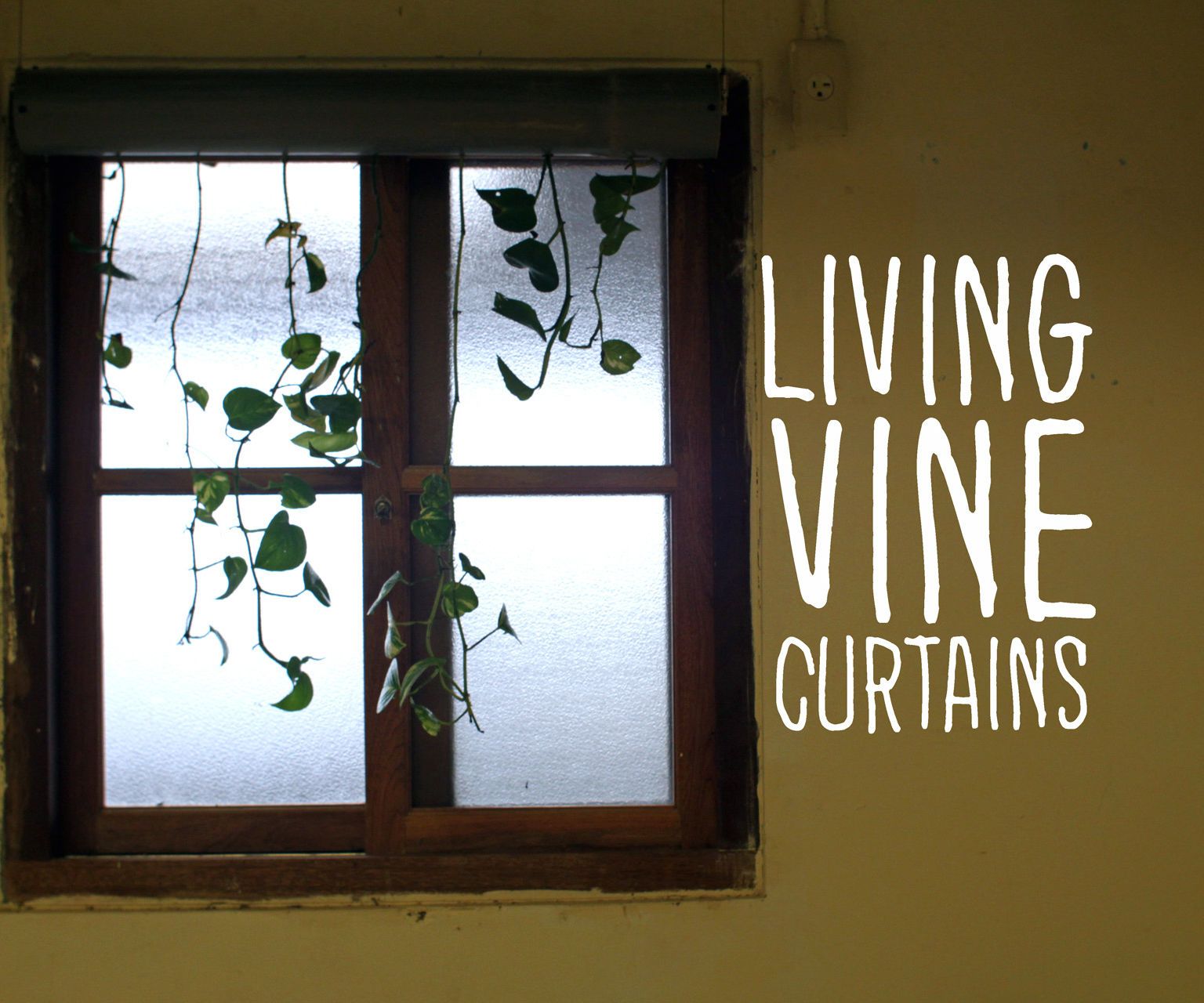 Living Vine Curtains : 9 Steps (with Pictures) - Instructables