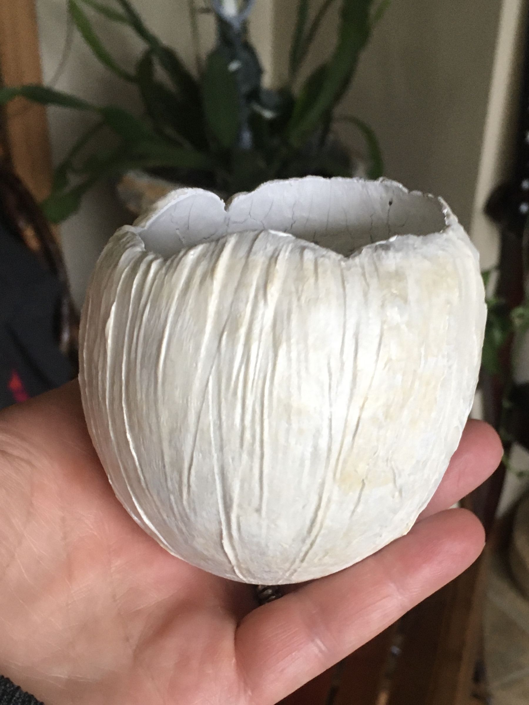 Barnacle Sculptures--and an Experiment With 2 Kinds of Homemade Paper ...