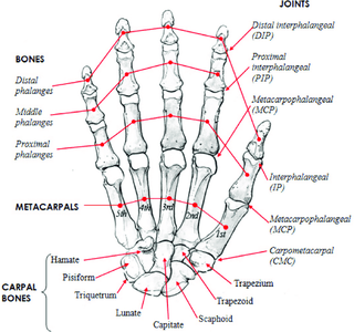 Arduino Bionic Hand : 5 Steps - Instructables