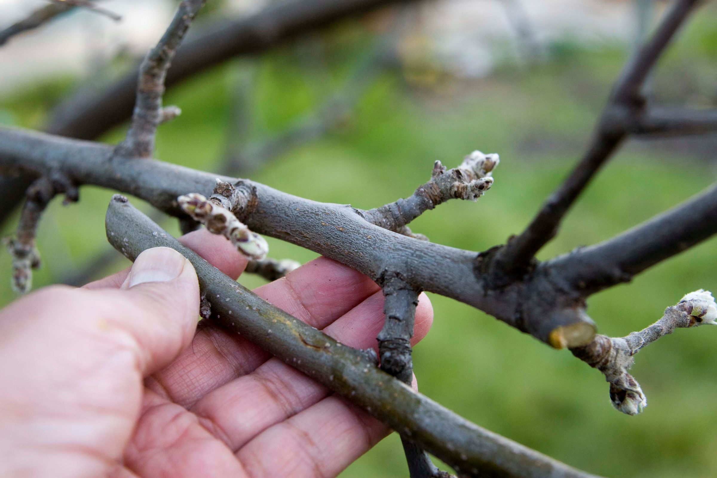 Whip Grafting : 11 Steps (with Pictures) - Instructables
