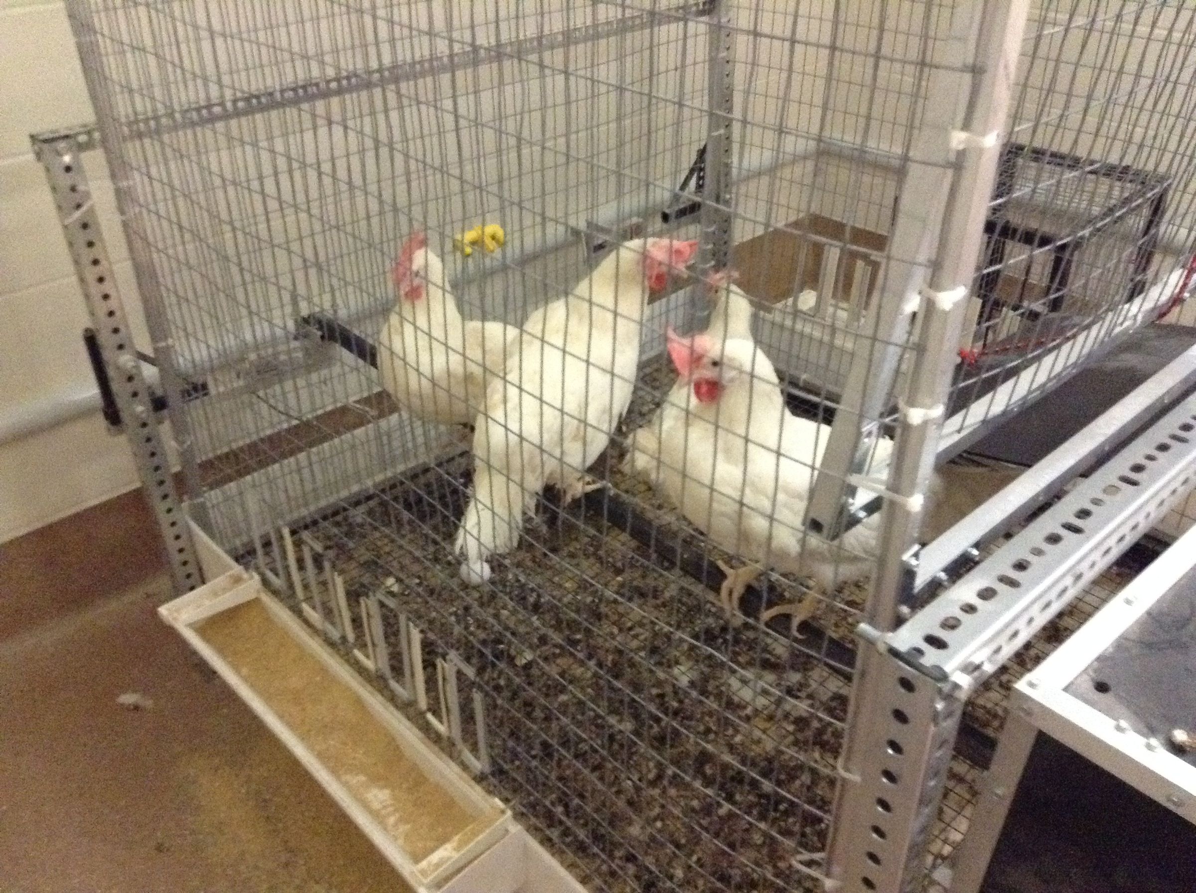 Home Grown Eggs: Building Your Own Chicken Cage : 12 Steps - Instructables