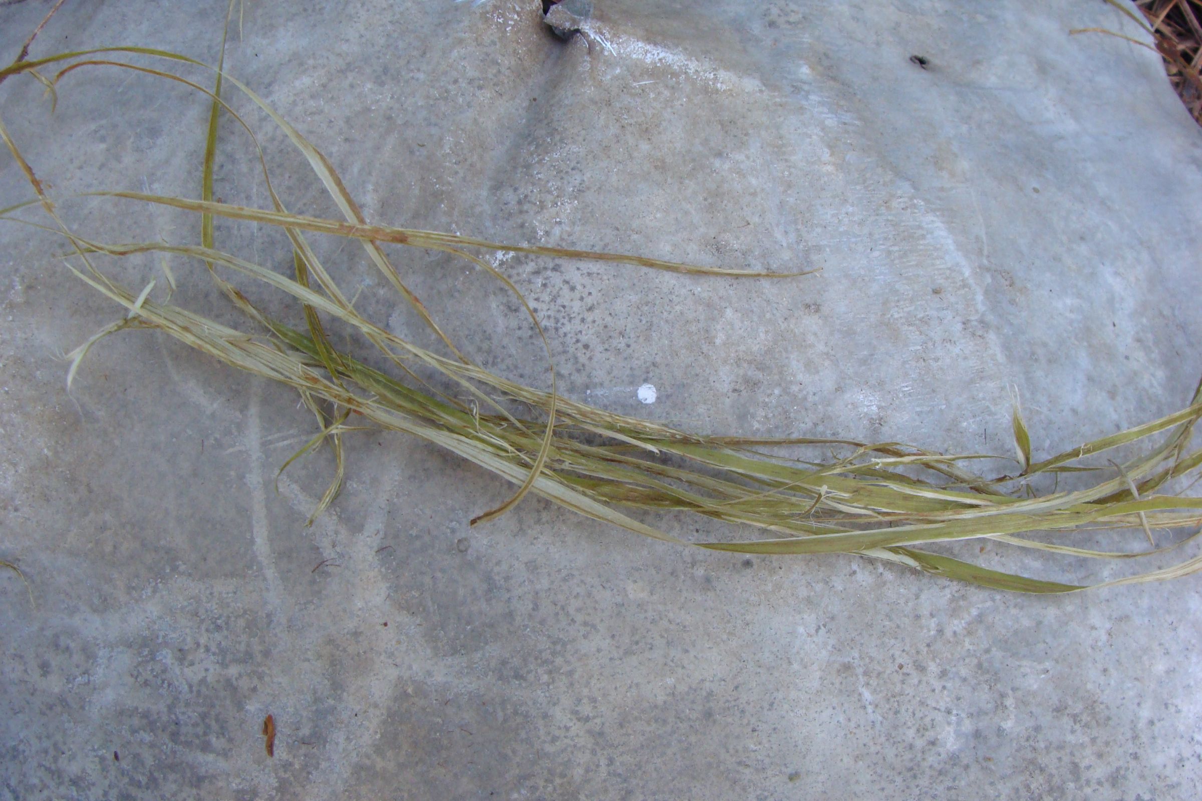 Natural Cordage : 7 Steps (with Pictures) - Instructables