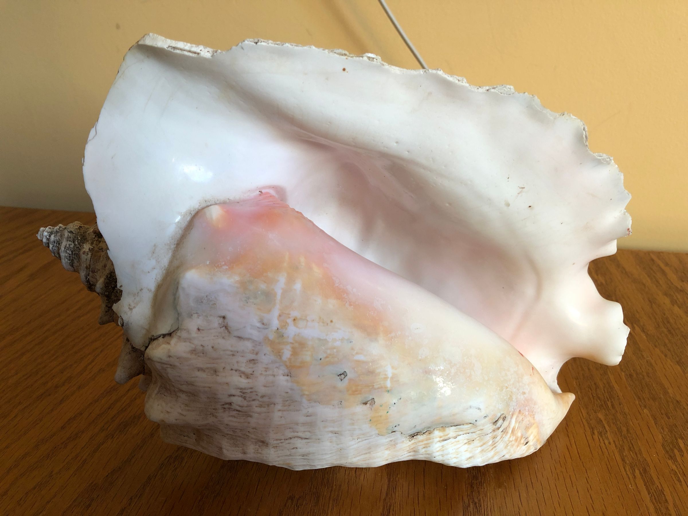 Simple Conch Mood Lighting! : 4 Steps - Instructables