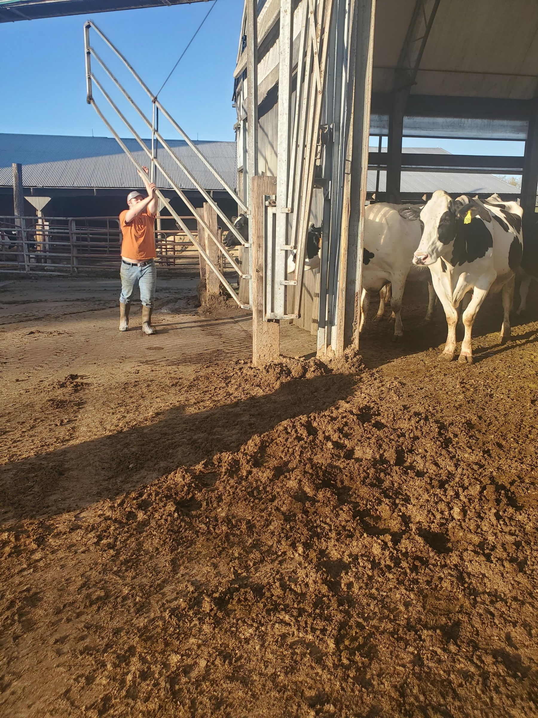 Milking Cows : 9 Steps - Instructables